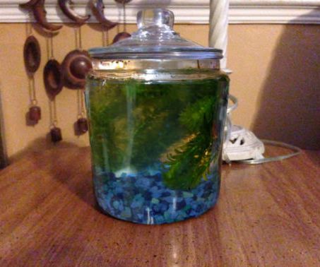 How to Make a Closed Aquatic Ecosystem : 11 Steps (with Pictures ...