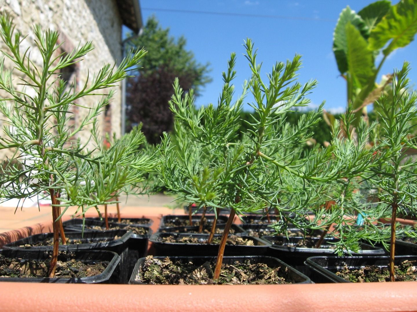 Grow Your Own Giant Sequoia Tree : 6 Steps (with Pictures) - Instructables