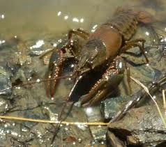 How to Catch and Care for Crawdads (a.k.a. Crayfish and Crawfish) : 4 ...