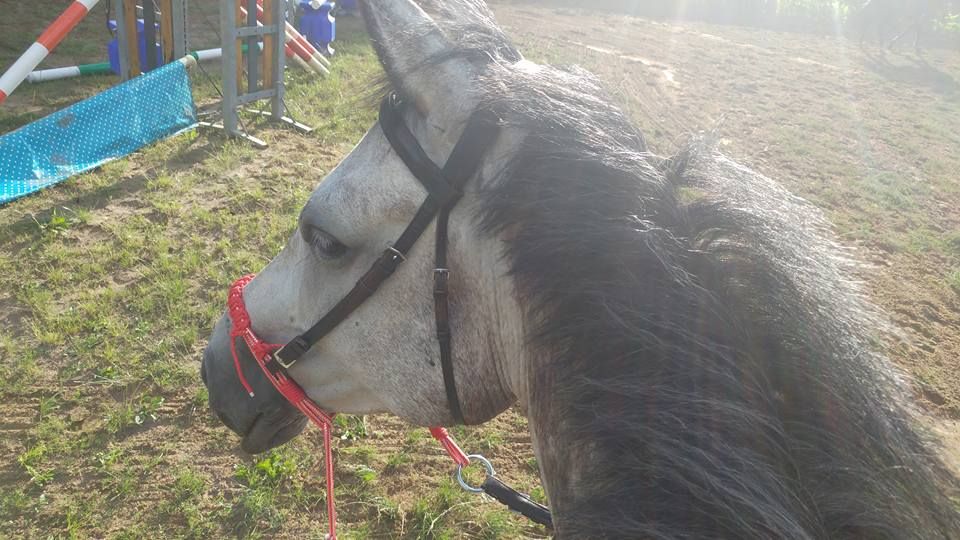 Rope and Paracord Bosal or Indian Side Pull : 10 Steps - Instructables