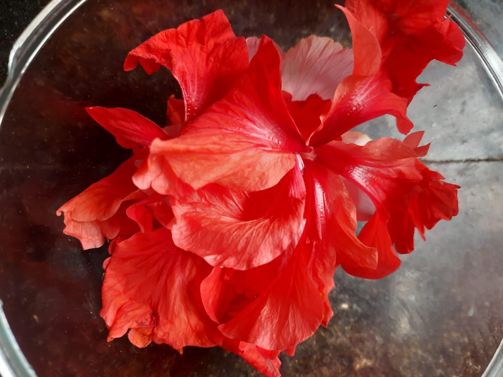 HIBISCUS ICED TEA : 9 Steps (with Pictures) - Instructables