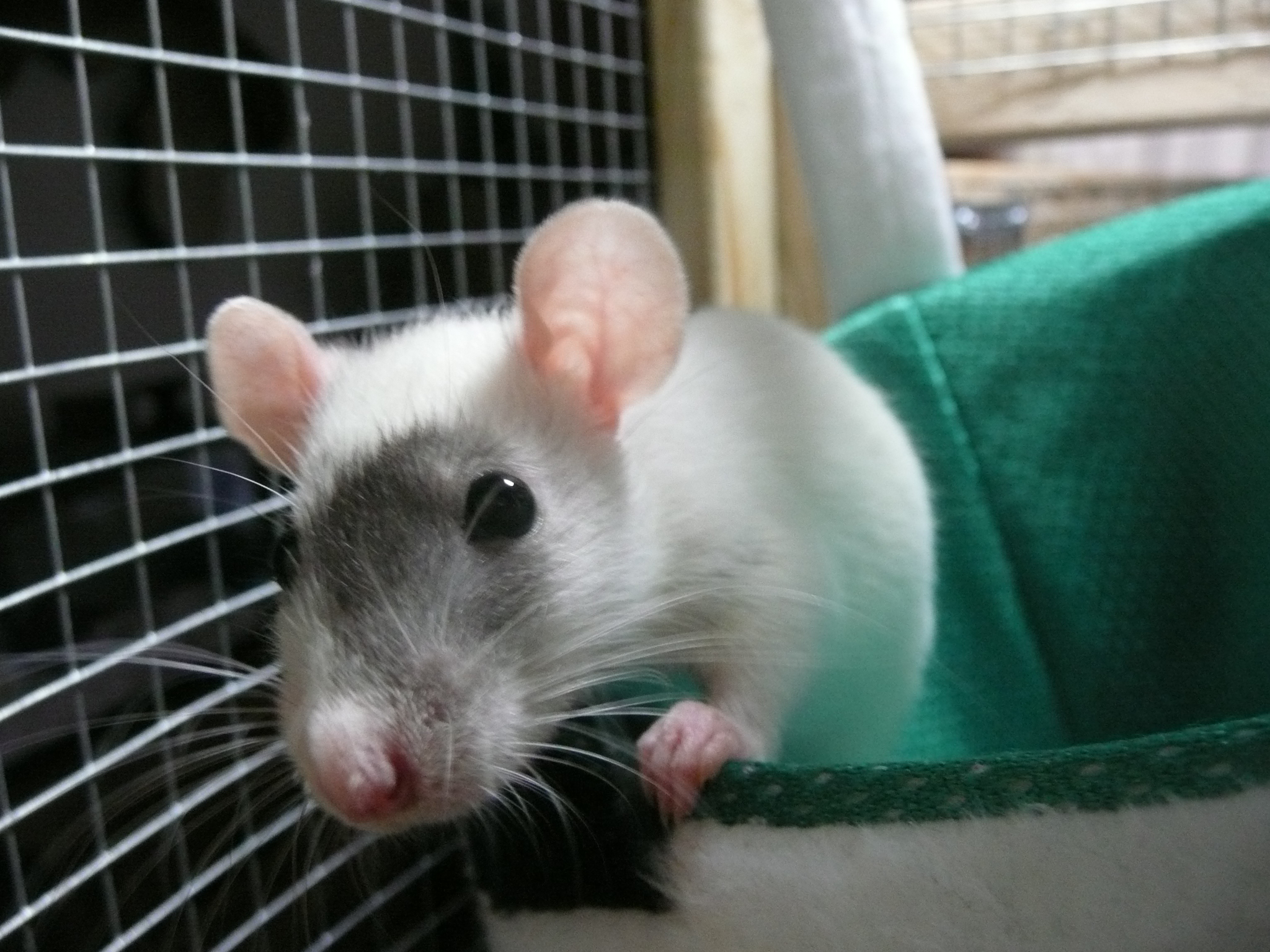 How To: Pet Rats : 8 Steps - Instructables