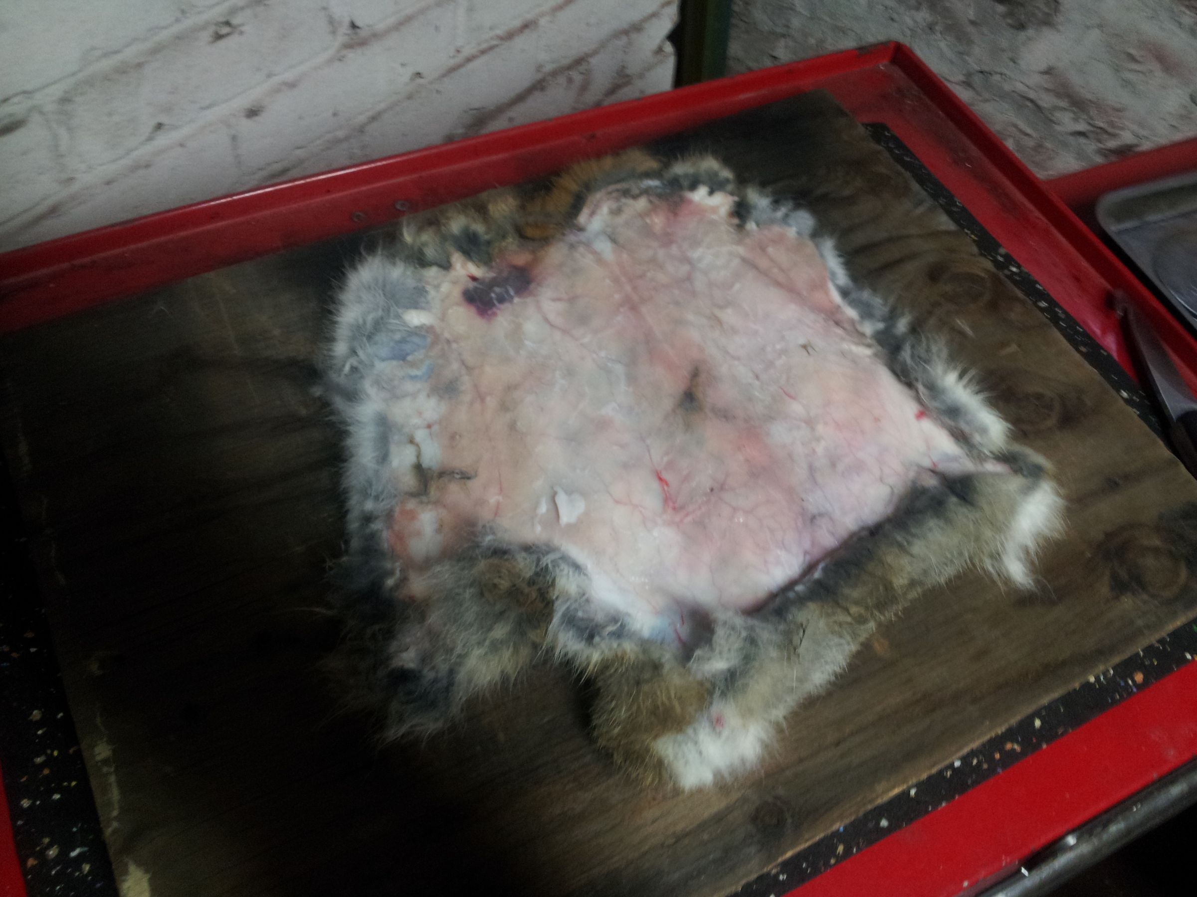 How to Tan a Rabbit Pelt : 6 Steps - Instructables