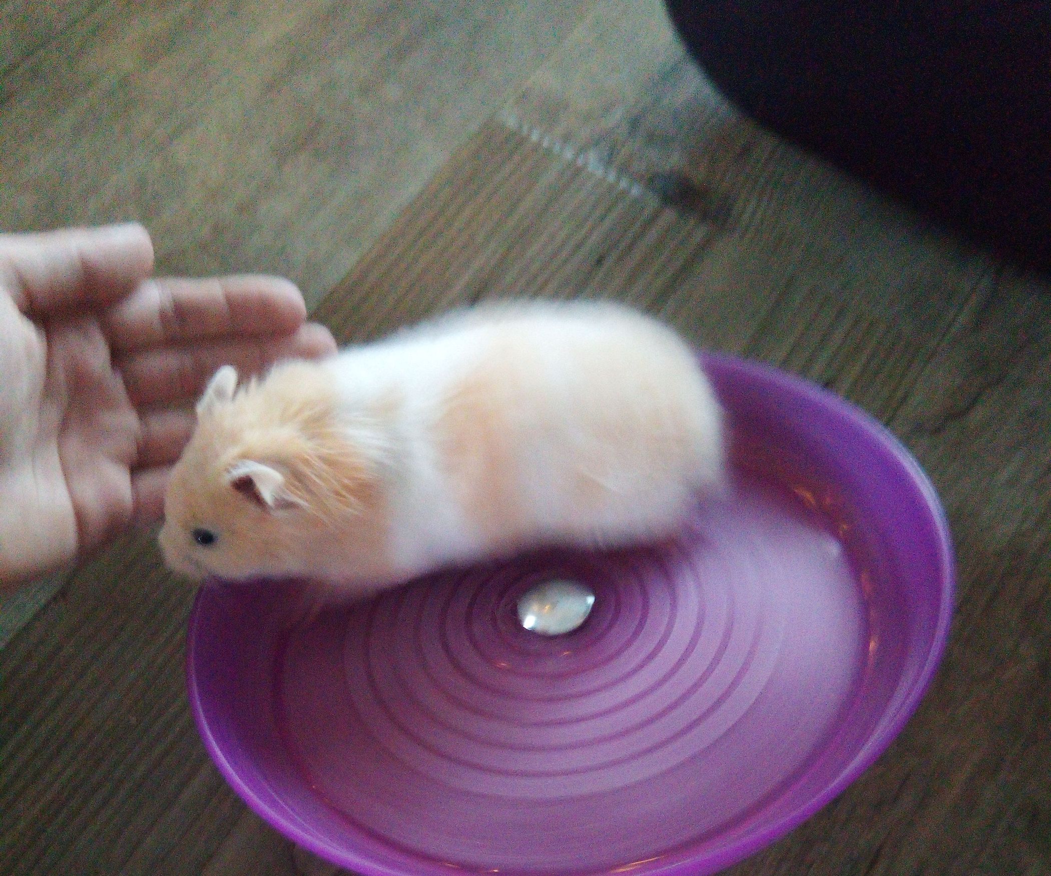 Hamster Spinning Wheel From Ikea Plate : 4 Steps (with Pictures ...