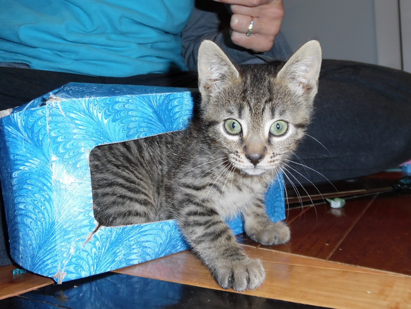 Caring for Orphaned Kittens : 3 Steps - Instructables