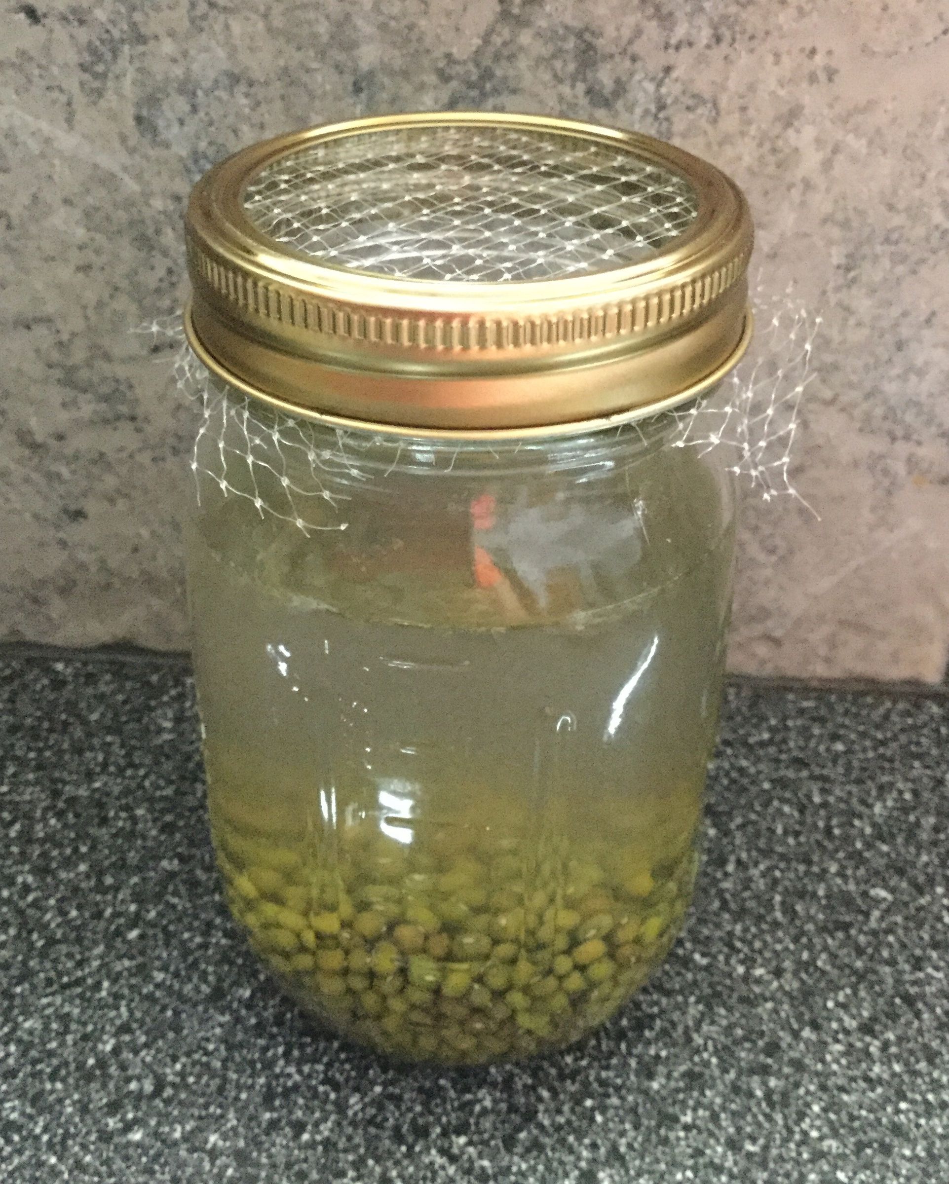 How to Grow Bean Sprouts : 5 Steps (with Pictures) - Instructables