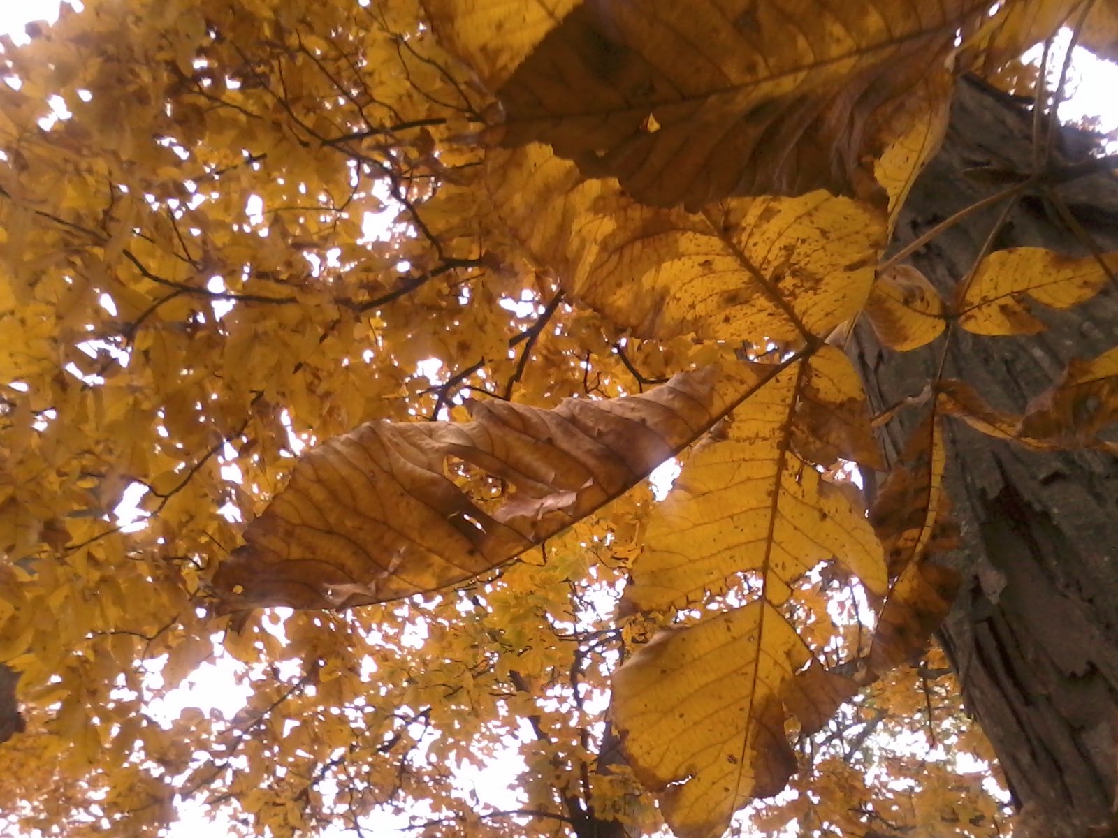 Record Store Costume for Halloween : 3 Steps - Instructables