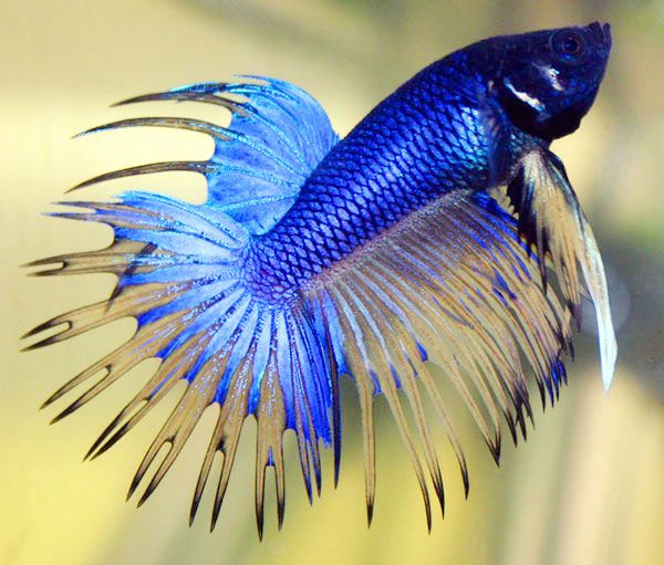 How to Properly House Betta Fish @ Home : 7 Steps - Instructables