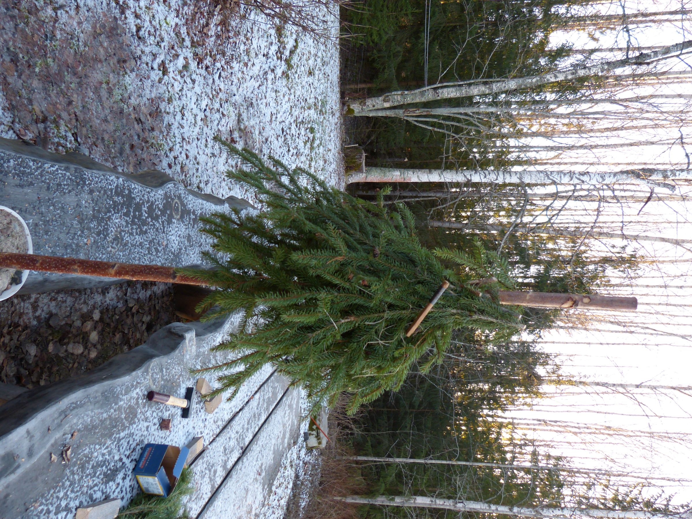 Easy Whimsical Christmas Trees From Branches : 9 Steps (with Pictures ...