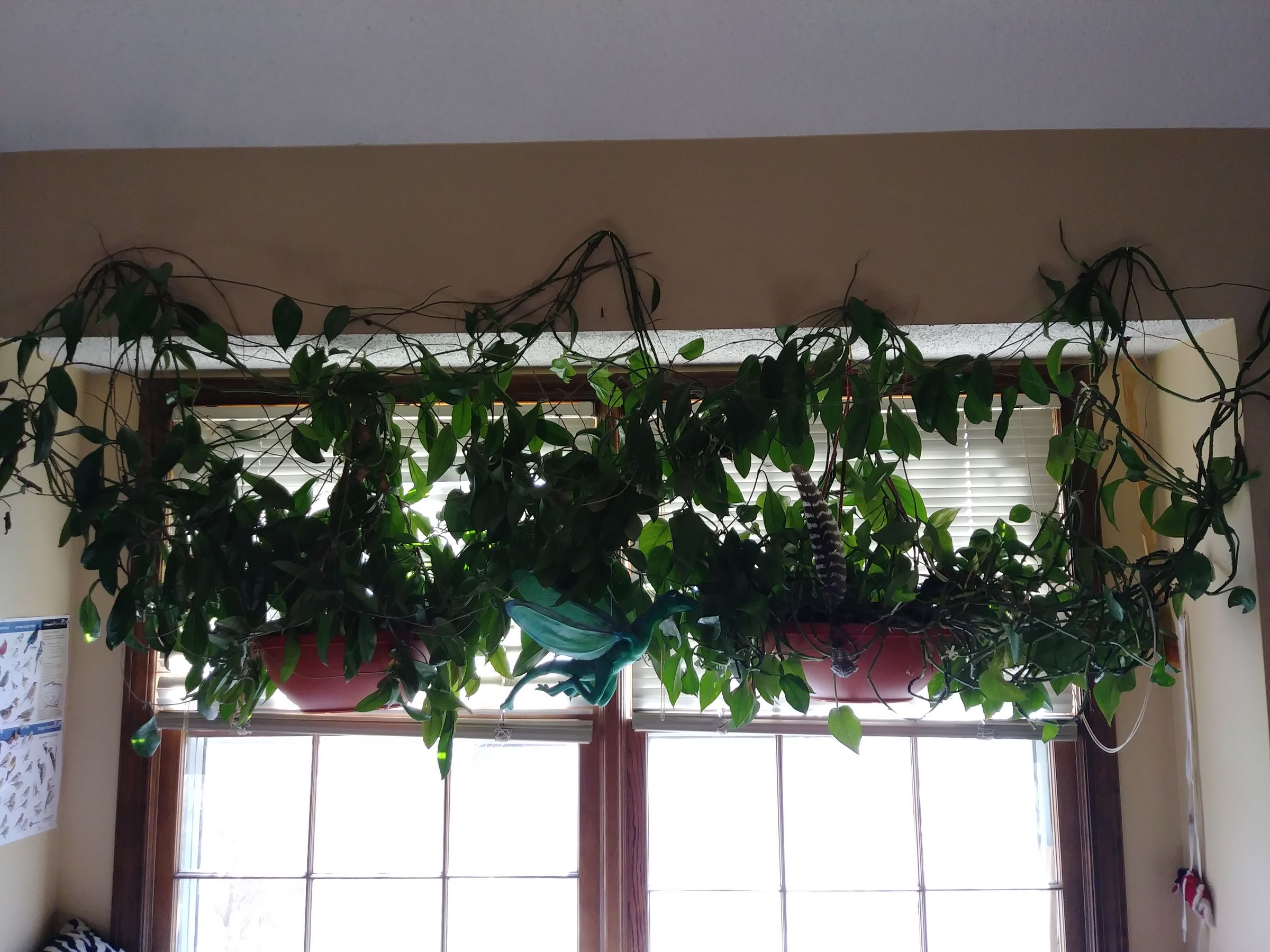 How to Propagate a Pothos Plant : 6 Steps (with Pictures) - Instructables