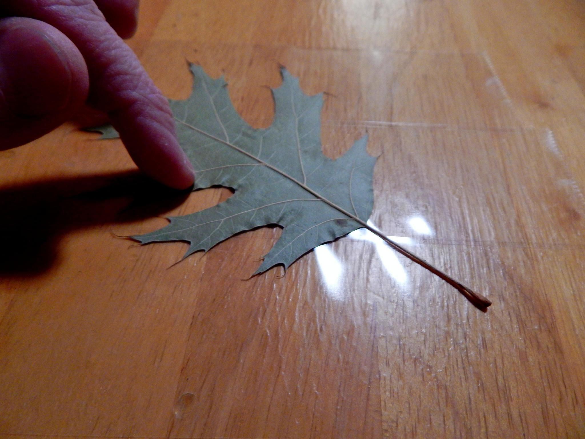 DIY Laminated Leaf Bookmarks : 4 Steps (with Pictures) - Instructables