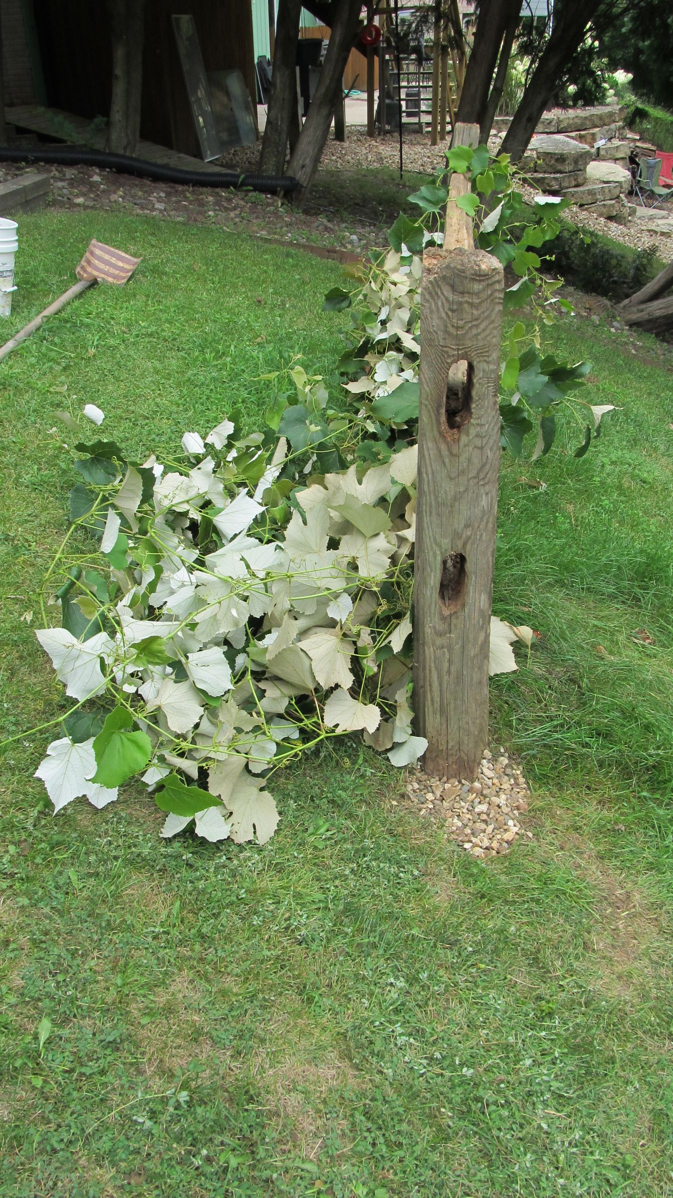 Grape Vine Trellis From a Salvaged Split-Rail Fence : 7 Steps (with ...