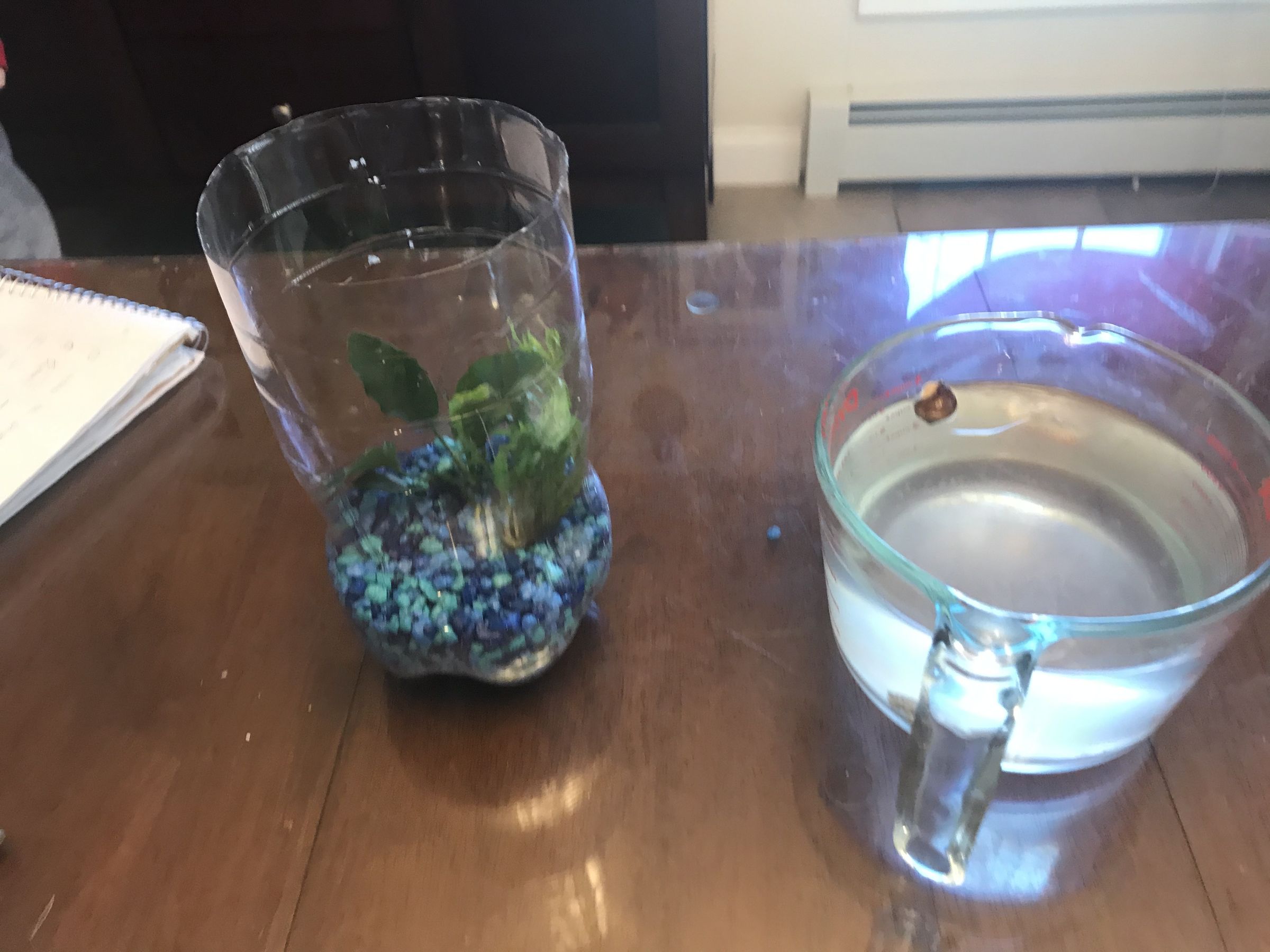 Ecosystem in a Bottle : 11 Steps (with Pictures) - Instructables