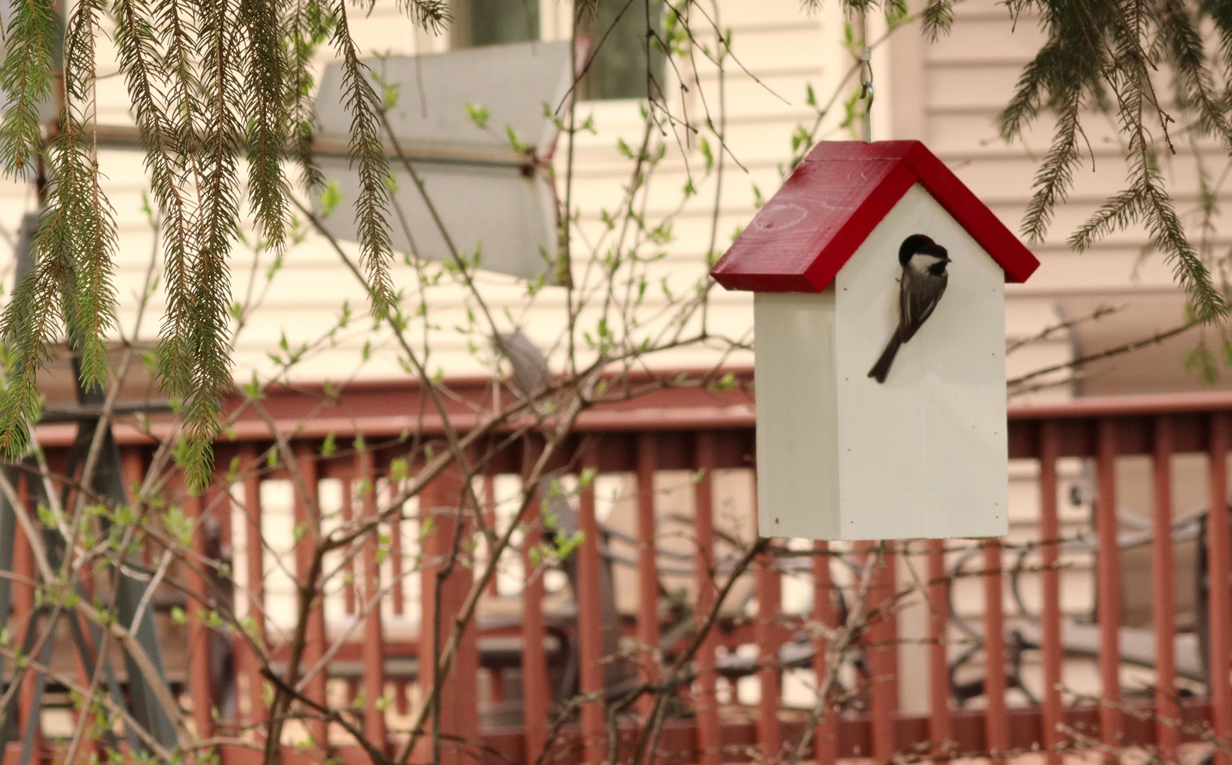 Simple Birdhouse | Easy Quarantine Project With the Kids | FREE PLANS ...