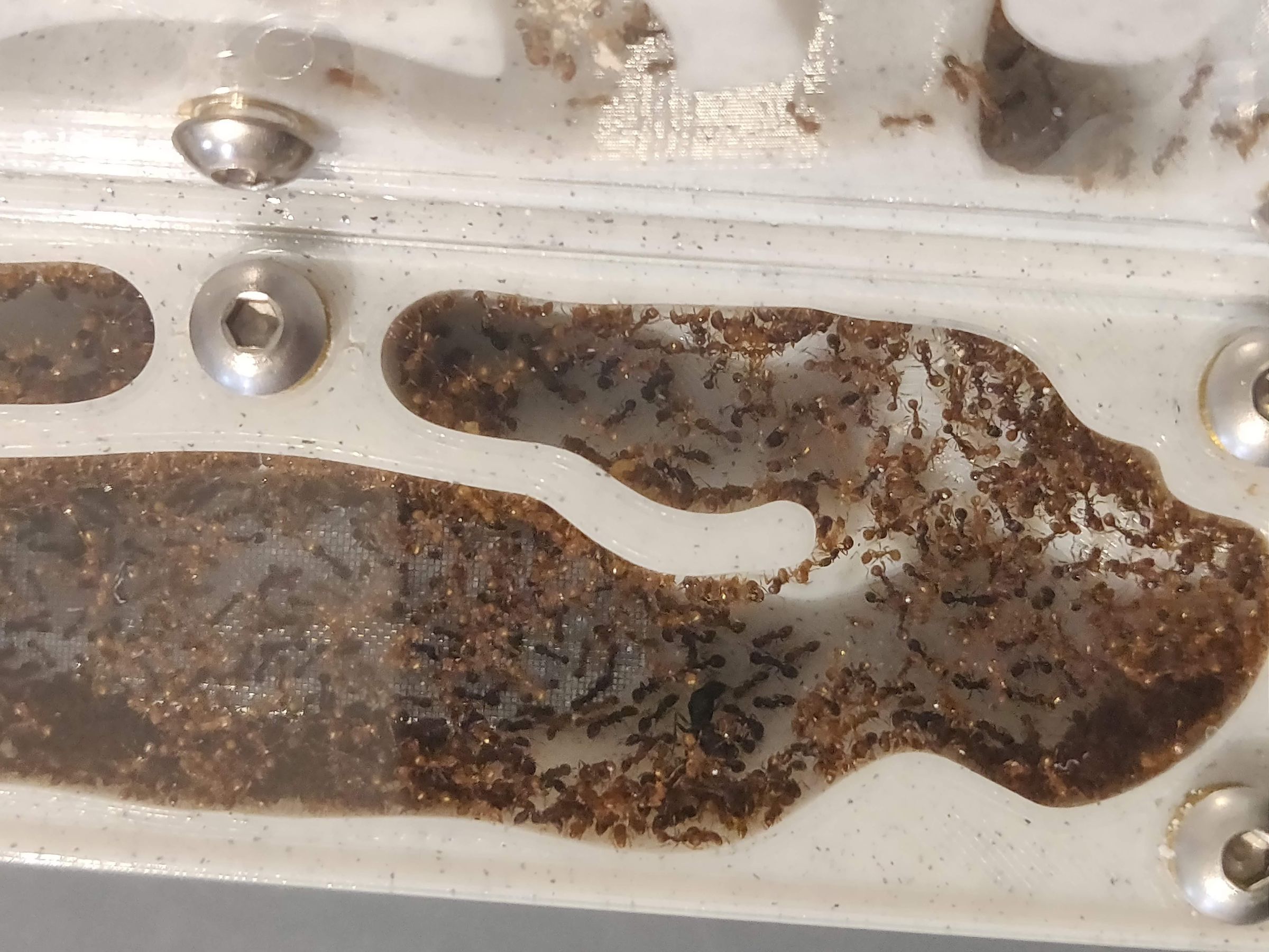 Medium Modular Formicarium (Ant Farm) : 18 Steps (with Pictures ...