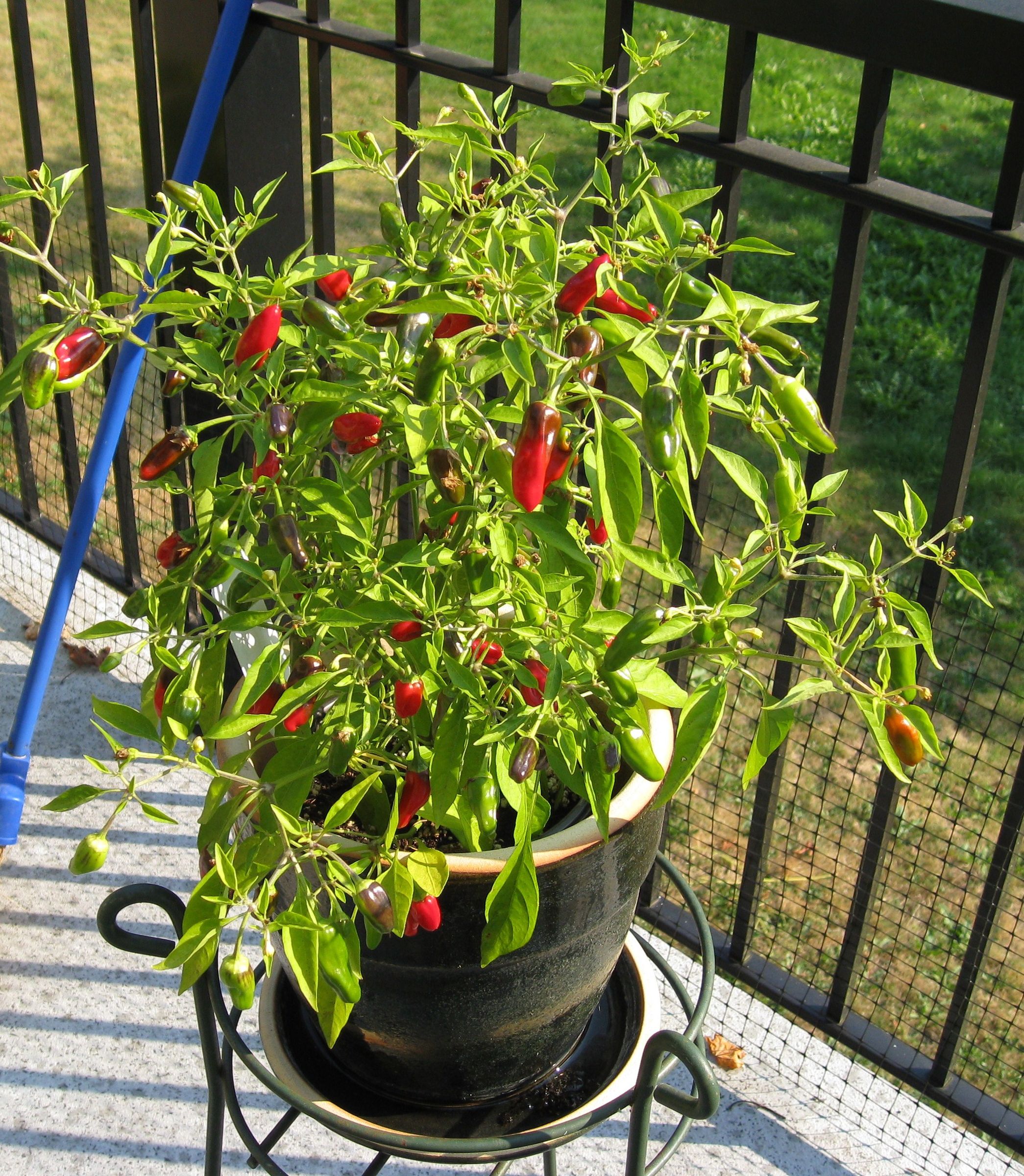 Preserve Patio Peppers by Pickling : 3 Steps - Instructables