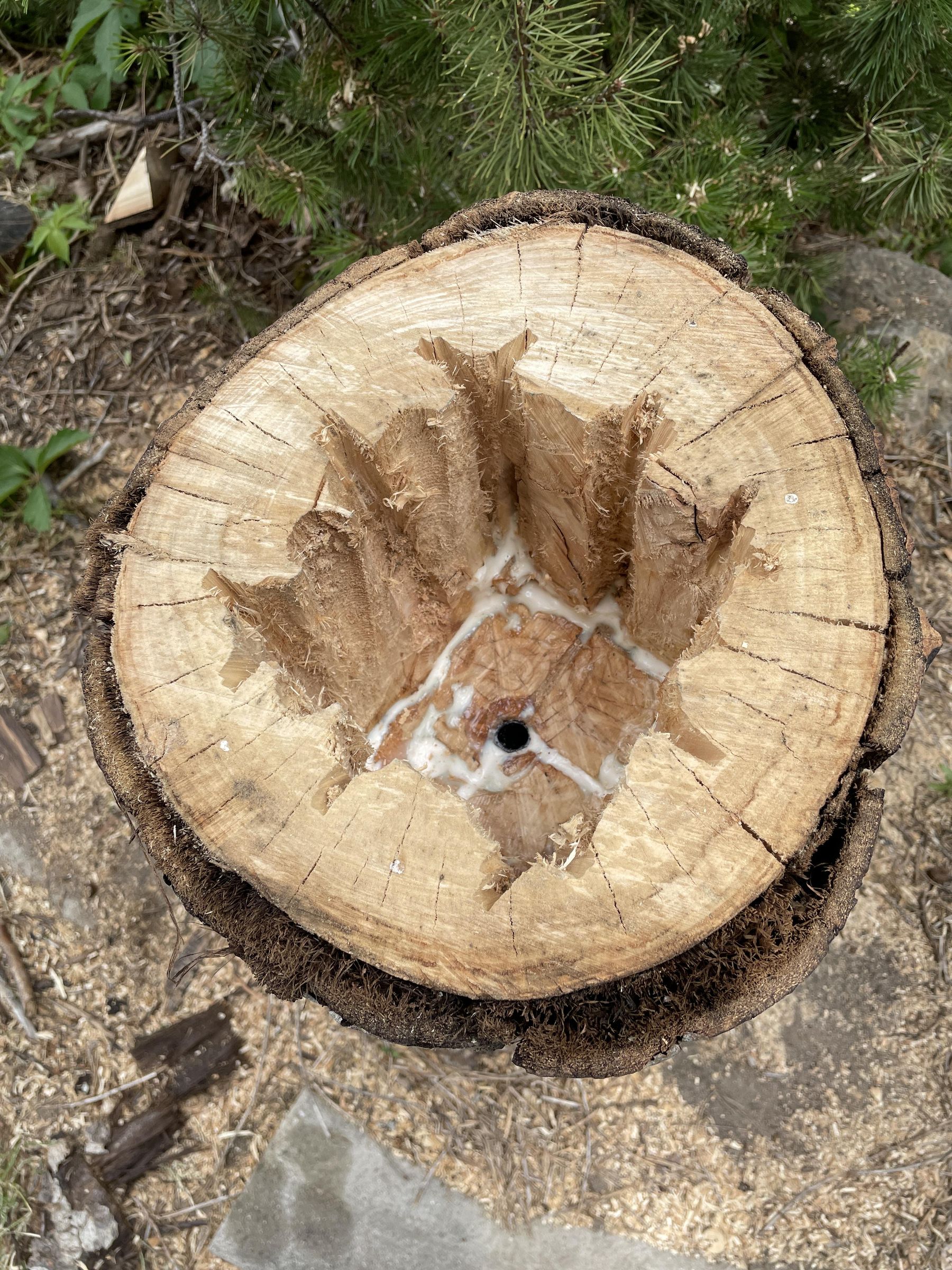 Transform a Tree Stump Into a Planter Box : 11 Steps (with Pictures ...