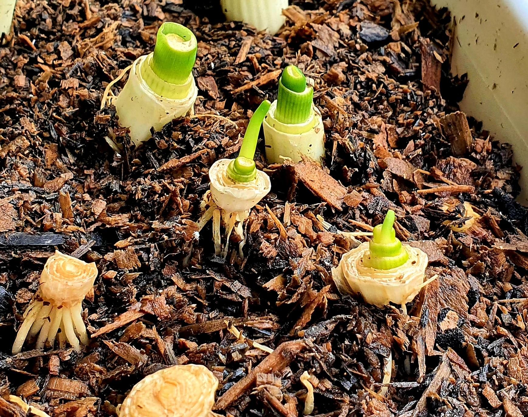 Re-growing Spring Onions : 8 Steps (with Pictures) - Instructables