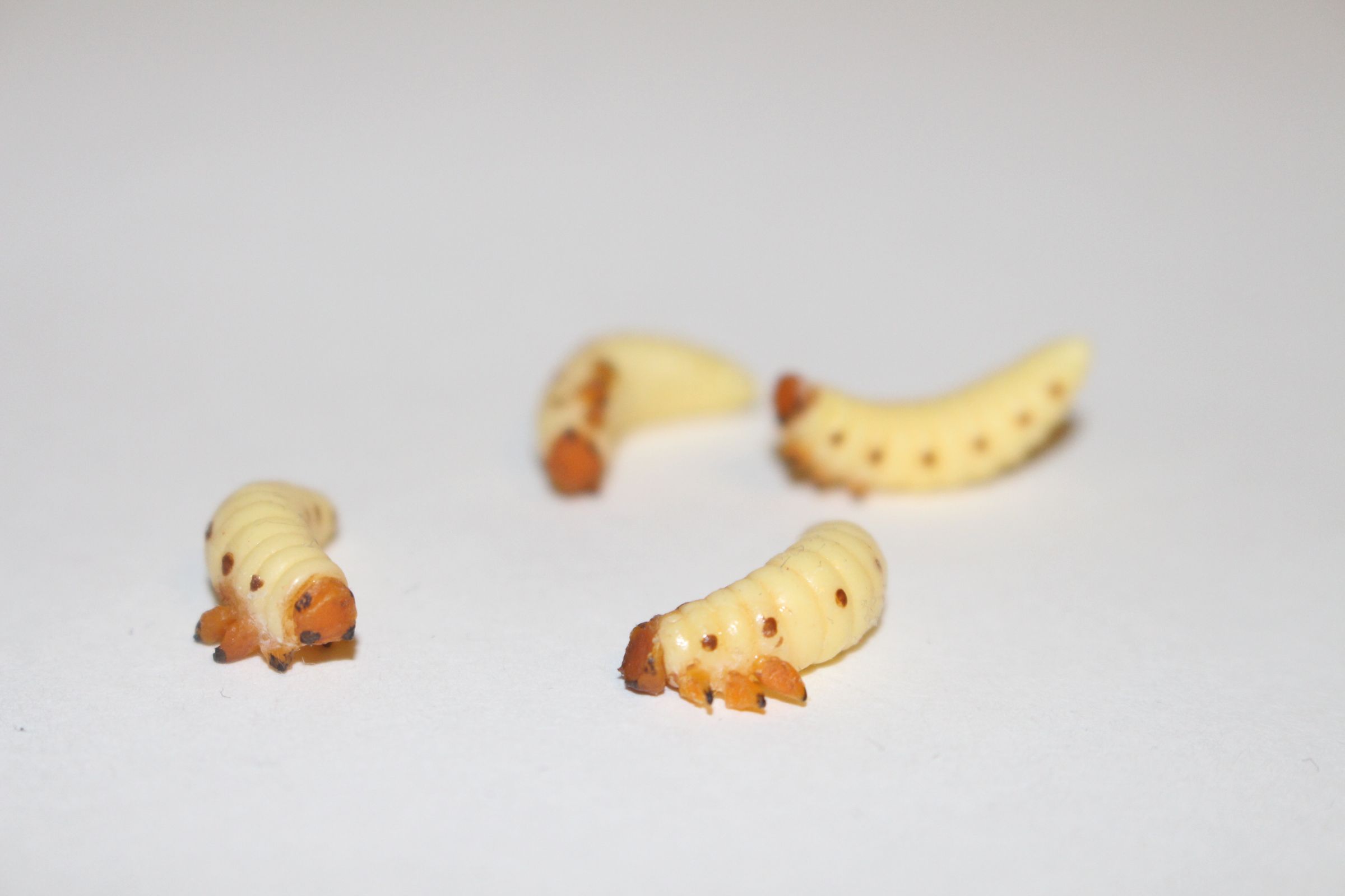 Create a Realistic Fake Waxworm : 4 Steps - Instructables