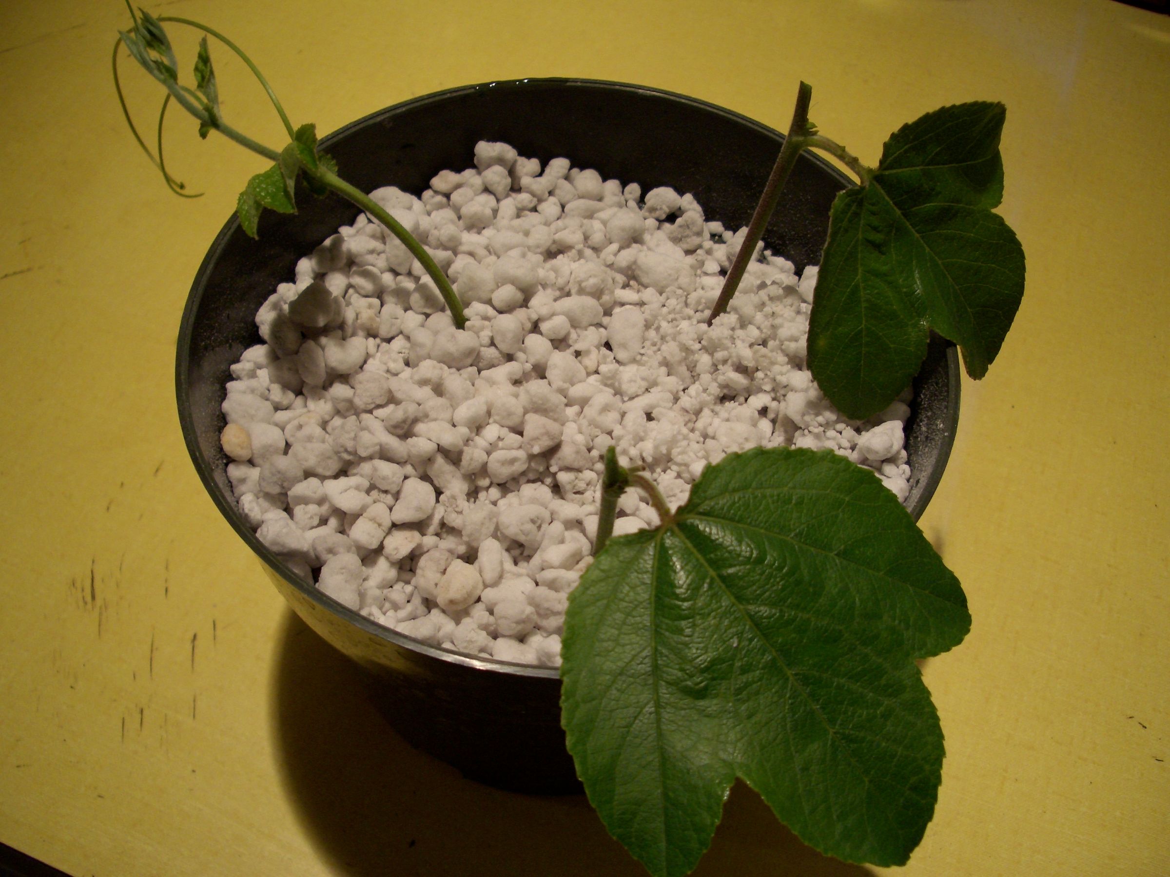 Rooting Plant Cuttings : 12 Steps - Instructables