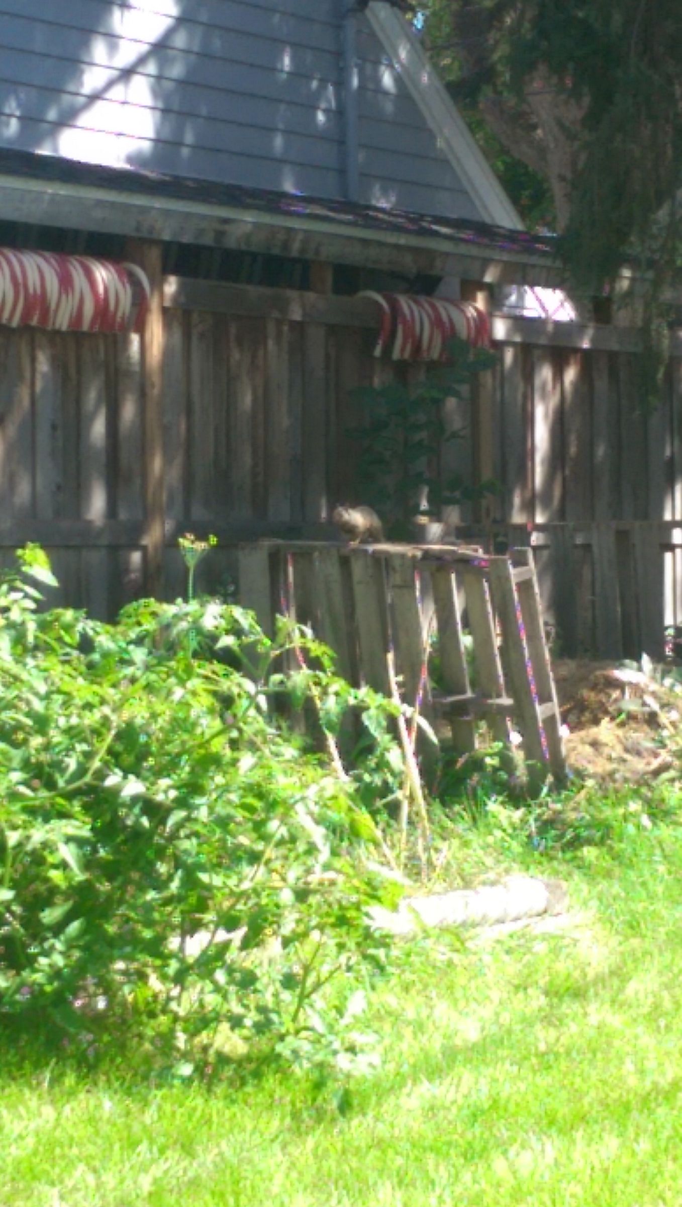 Forage and Process Your Own Black Walnuts! : 6 Steps (with Pictures ...