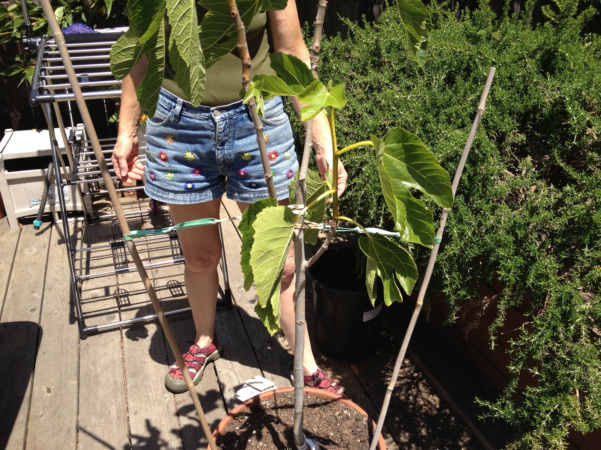 Stabilizing Tree Anchor : 3 Steps - Instructables