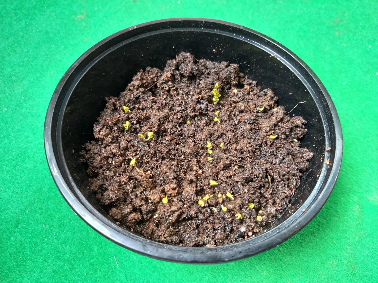 Basic Guide to Grow Micro 'green' : 14 Steps (with Pictures ...