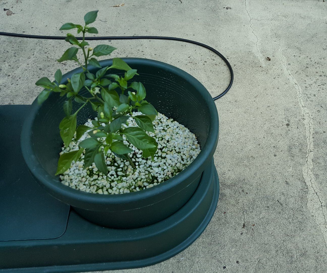 How to Set Up an Autopot Hydroponics Kit : 6 Steps - Instructables