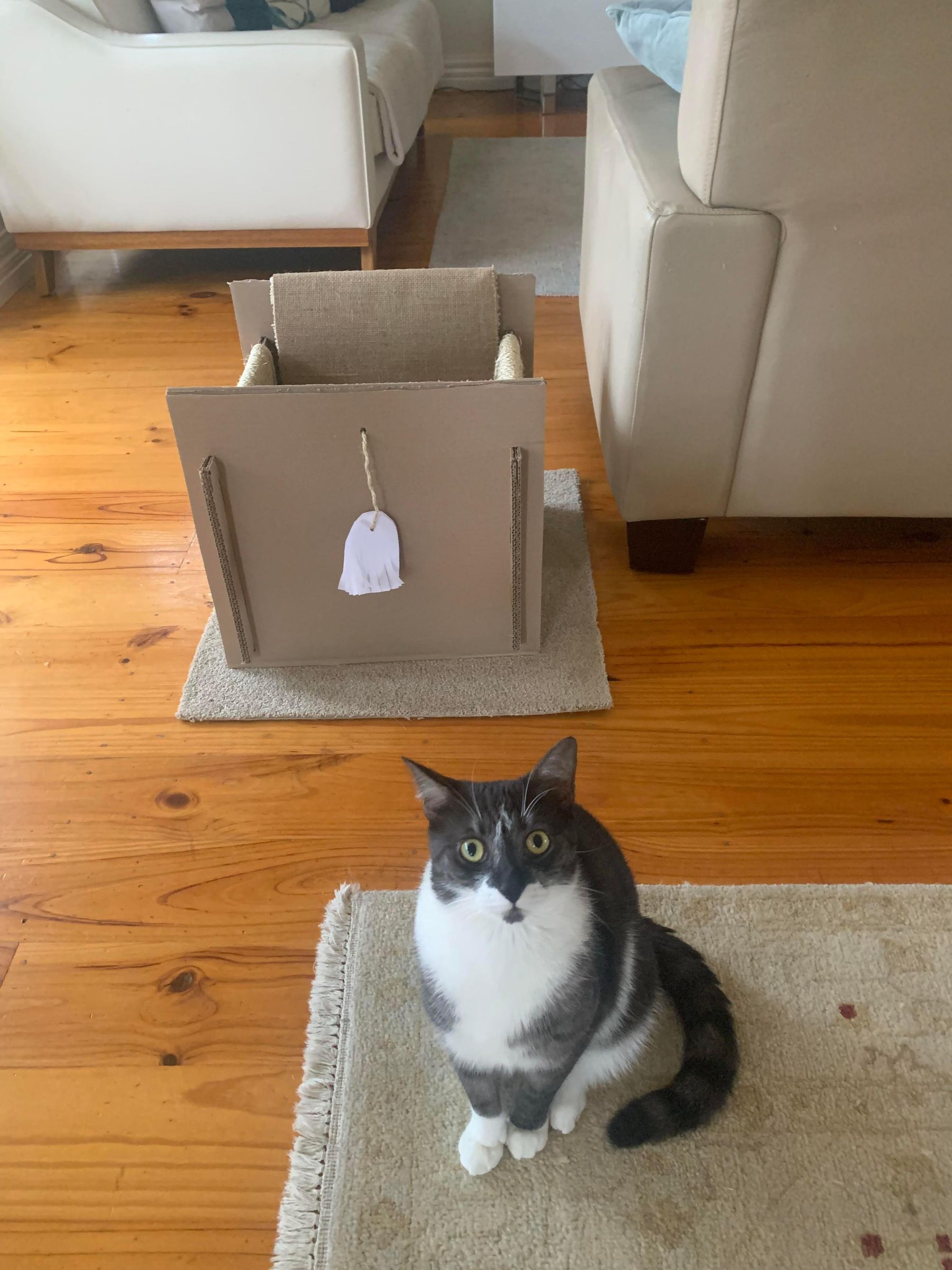 Interactive Box Cat Scratcher : 11 Steps (with Pictures) - Instructables