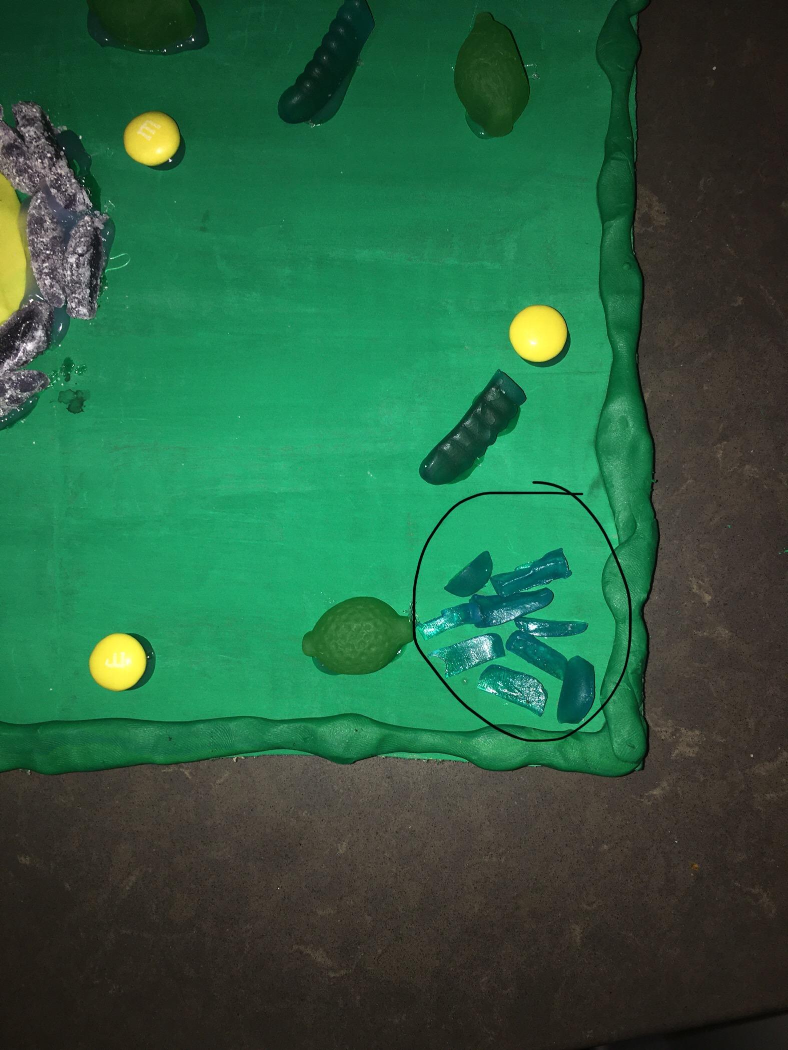 Plant Cell Project Shoebox