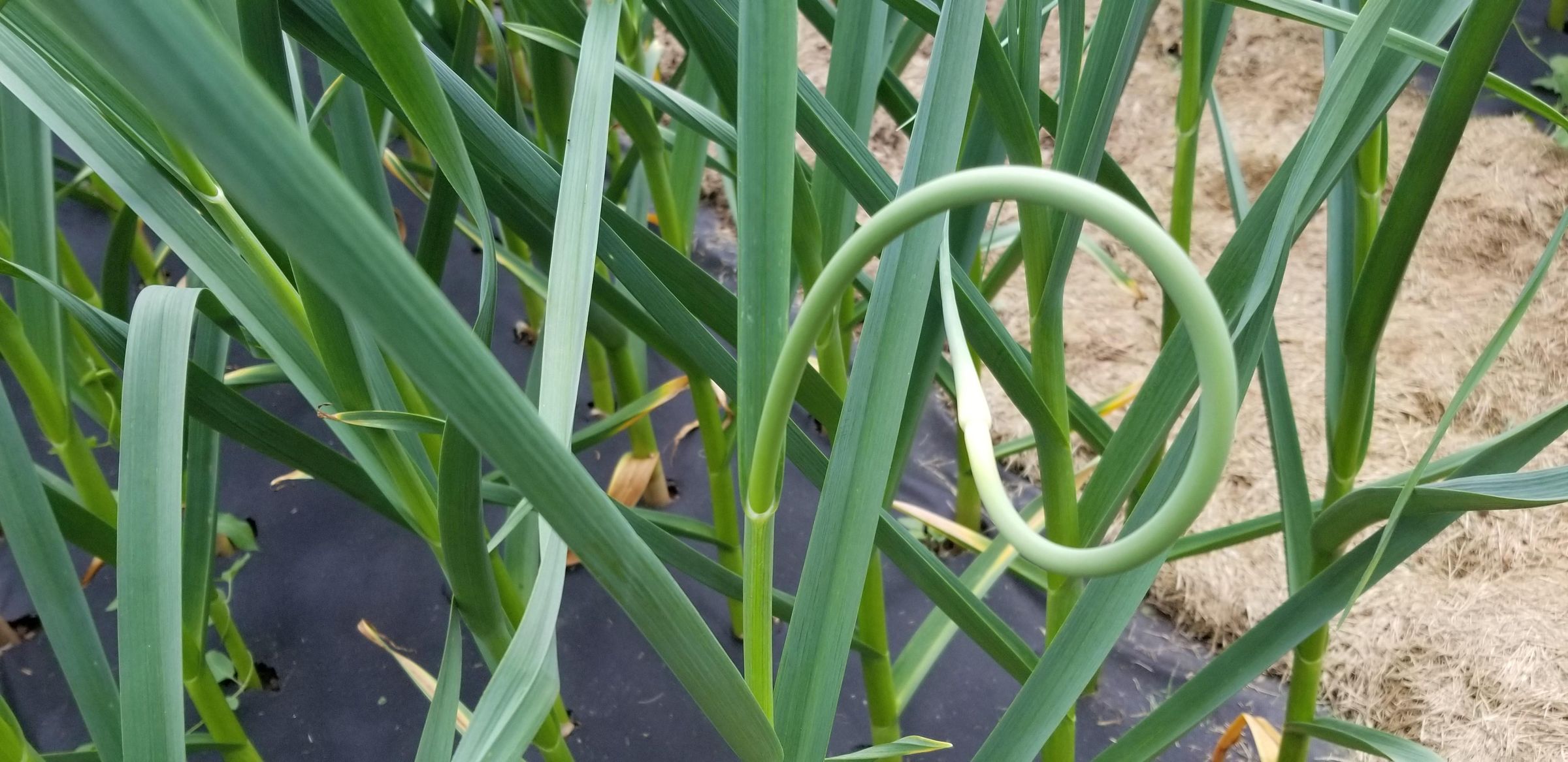 Garlic Gardening : 49 Steps (with Pictures) - Instructables