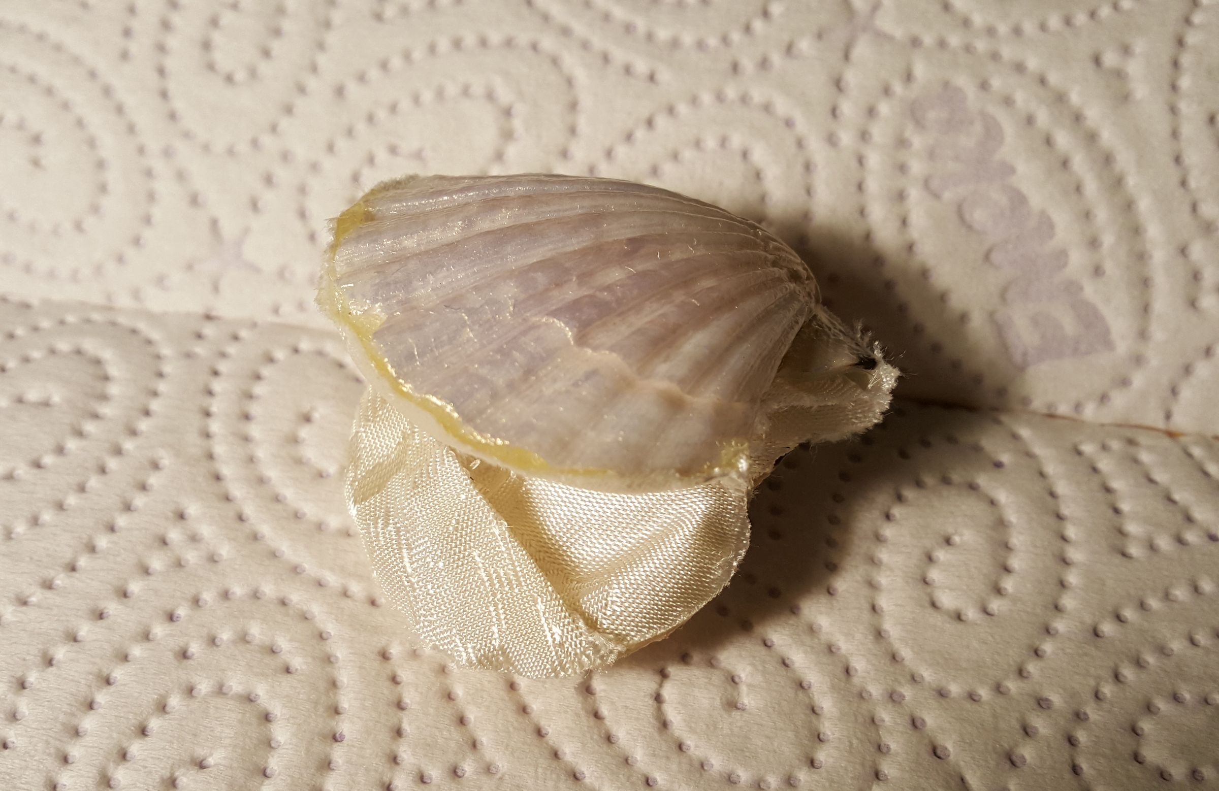 LED-illuminated Seashell Engagement Ring Box : 9 Steps (with Pictures) - Instructables