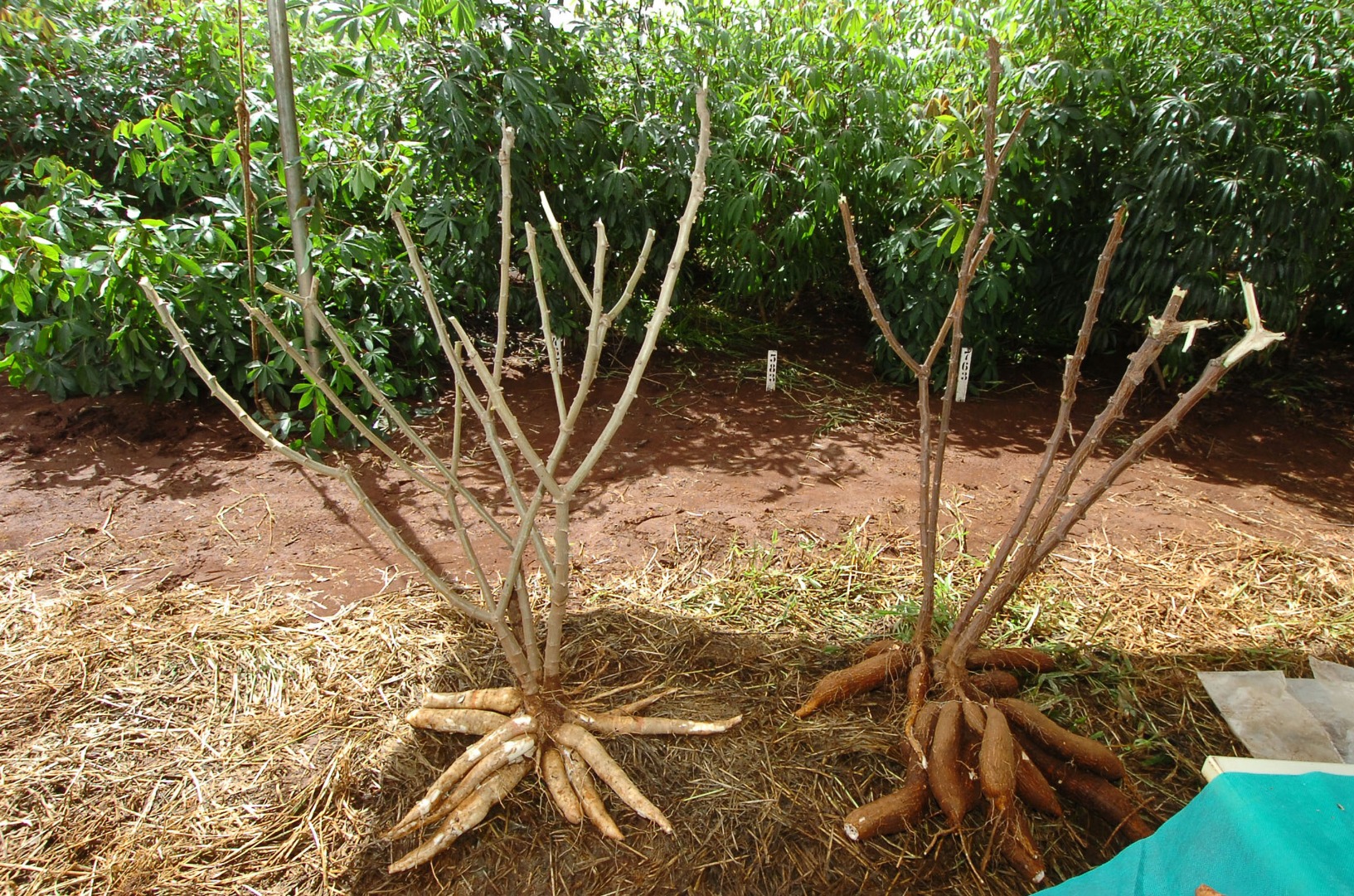 Cassava Plant Tapioca