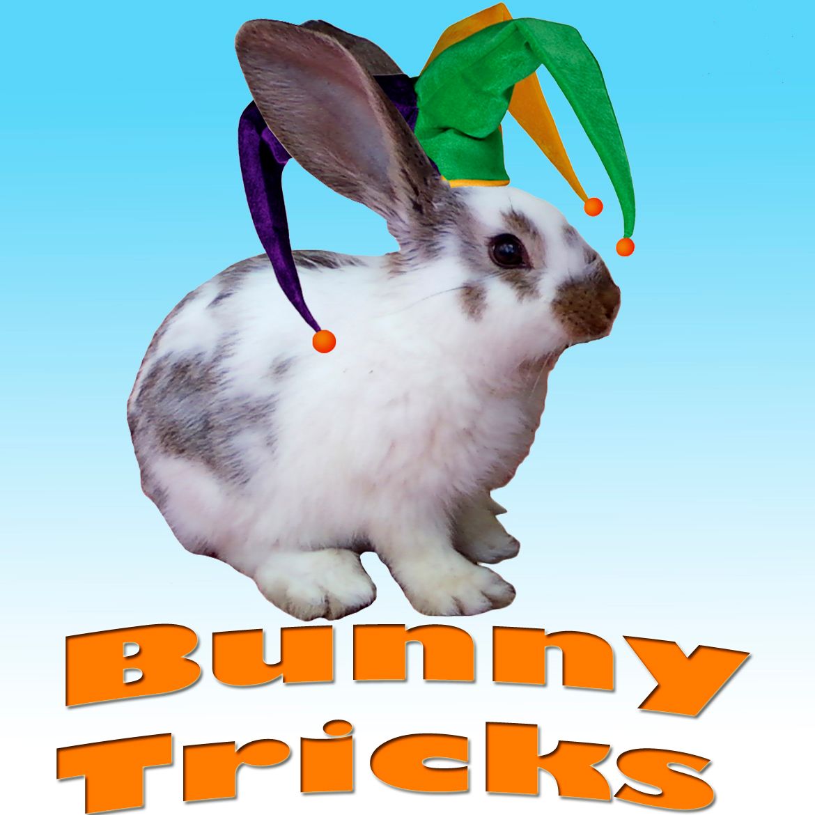 How to Teach Your Bunny Simple Tricks! : 3 Steps (with Pictures ...