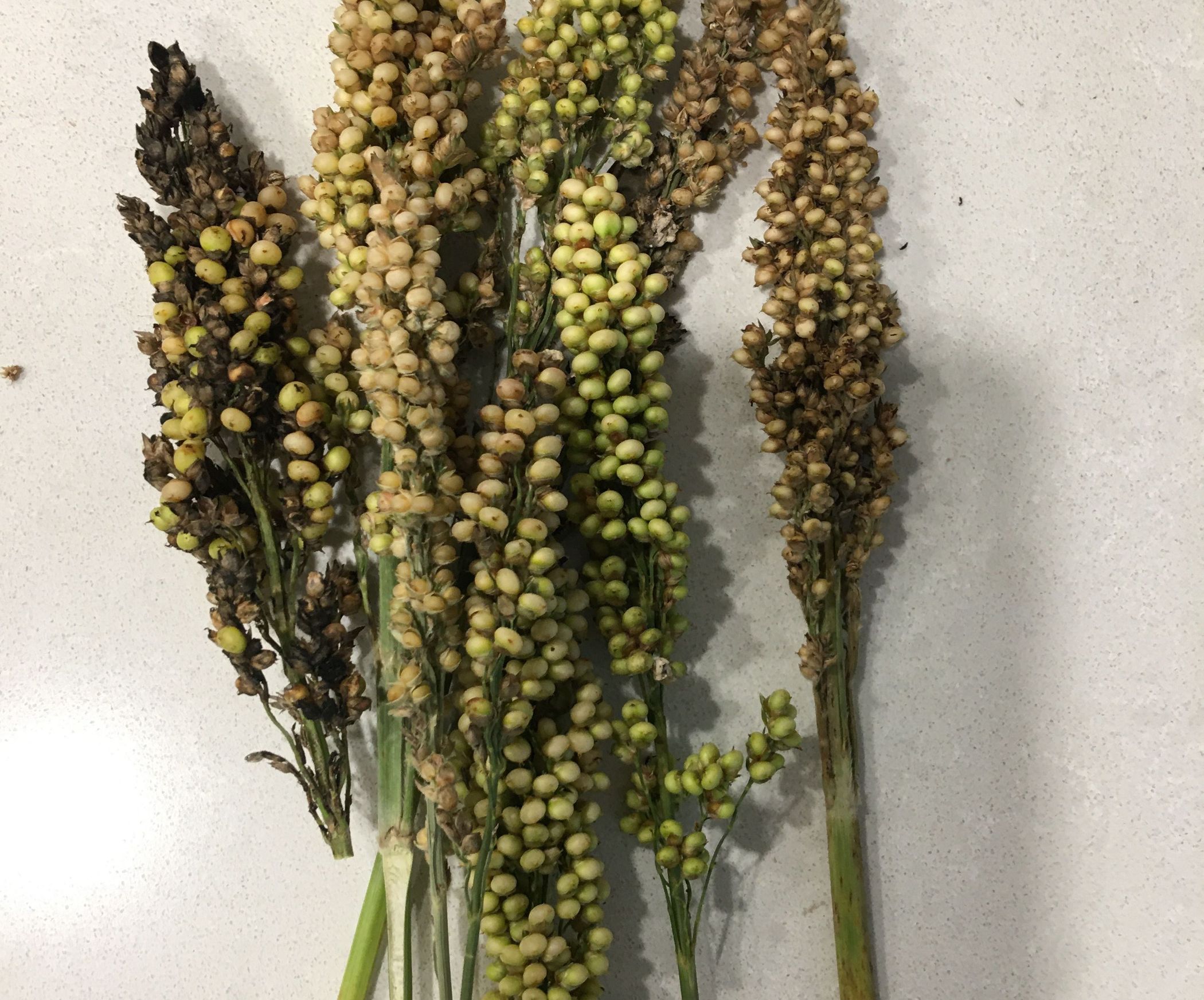 Ancient Grains Prep : 3 Steps (with Pictures) - Instructables