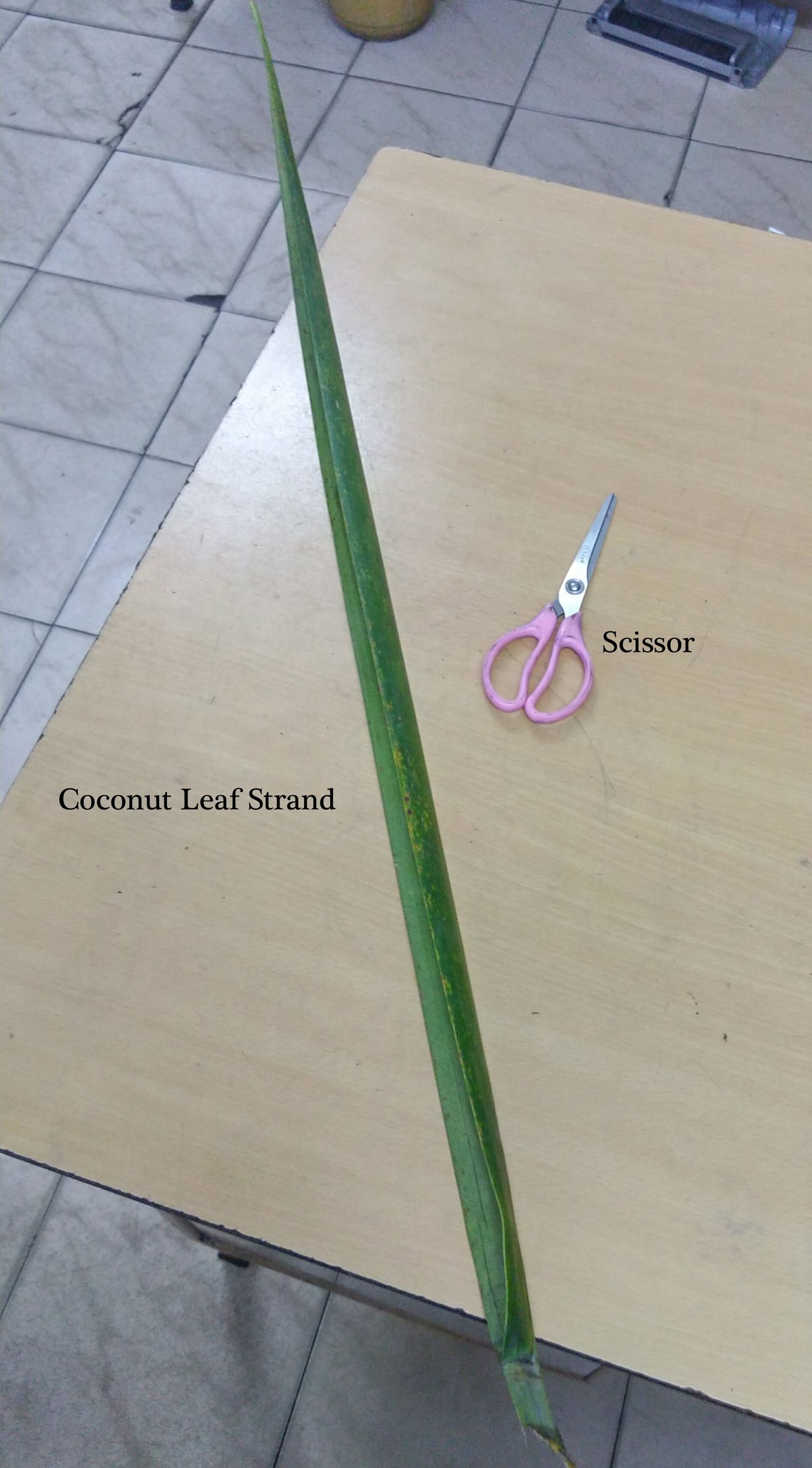 Coconut Leaf Whistle Instrument : 6 Steps - Instructables