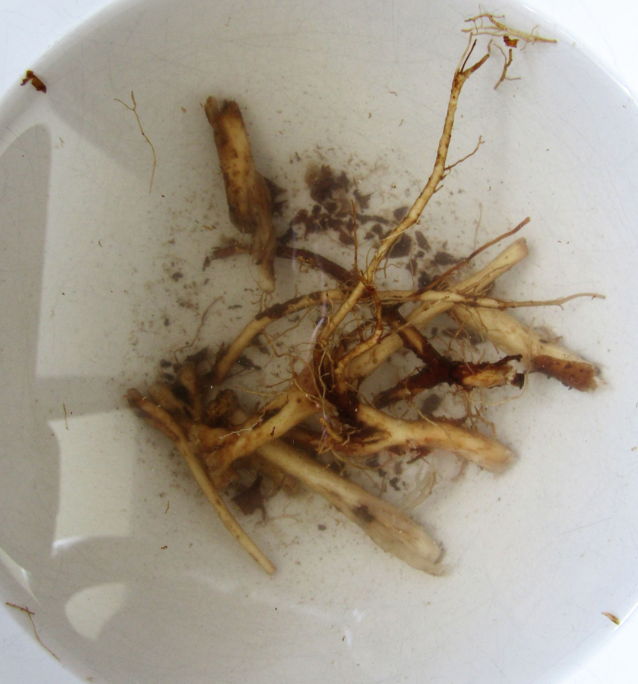 How to Eat a Dandelion : 10 Steps (with Pictures) - Instructables