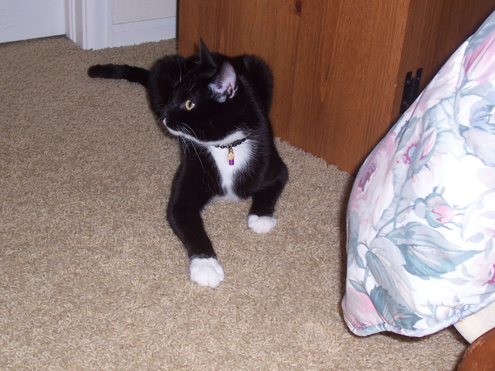 Best Ever Cat Collar - Instructables