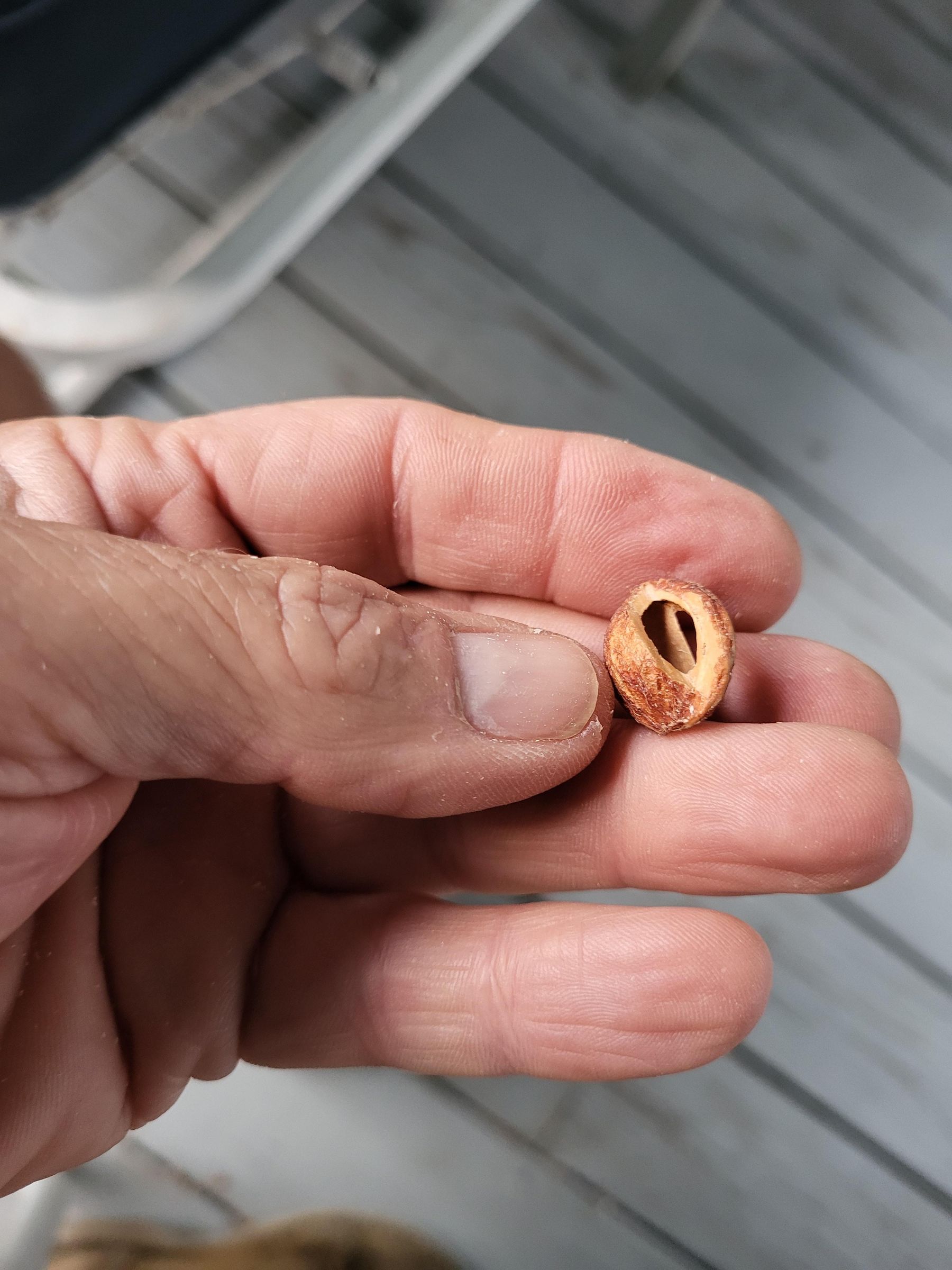 Plum Pit Carving : 3 Steps - Instructables