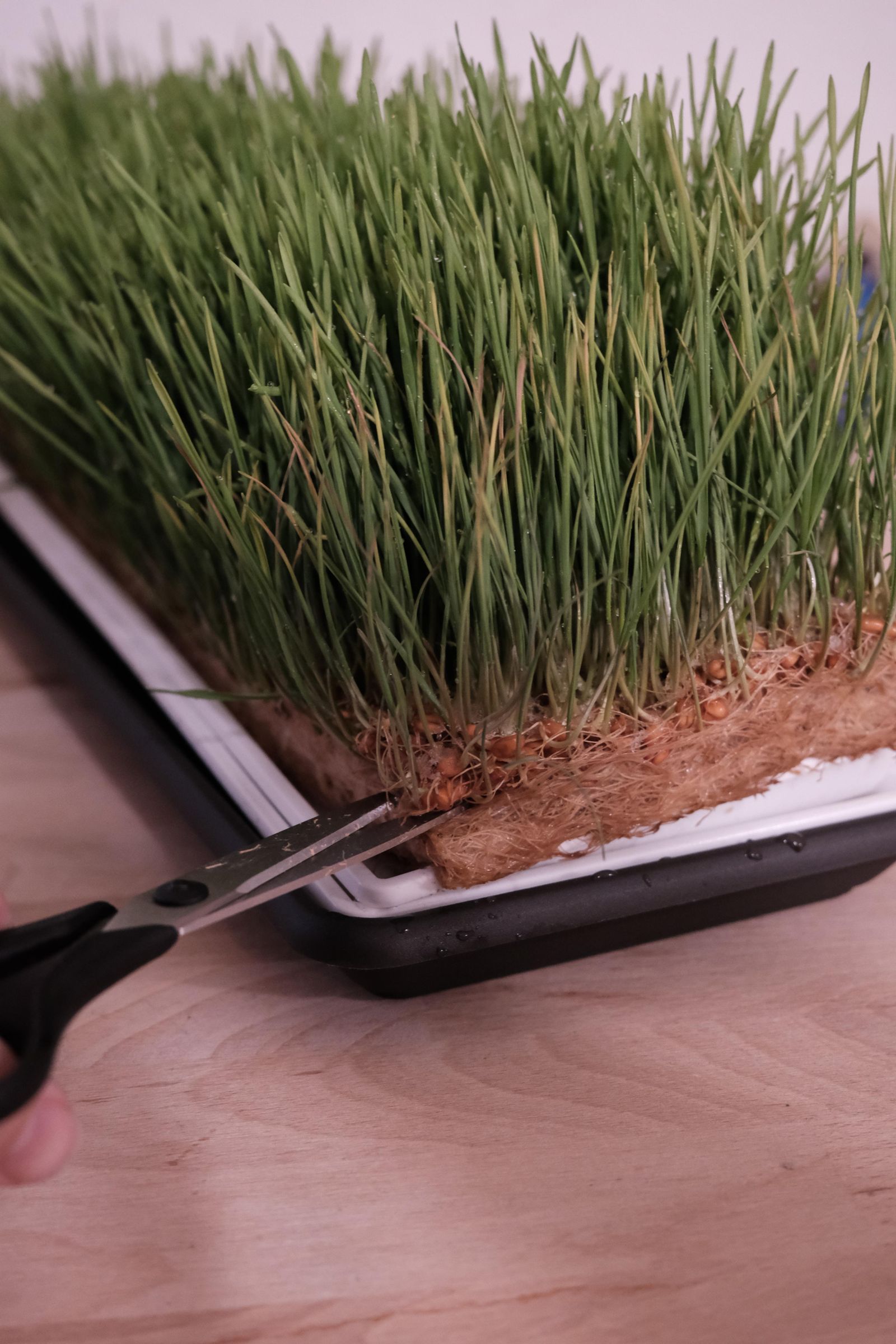 Make Wheatgrass Root Mats : 6 Steps (with Pictures) - Instructables