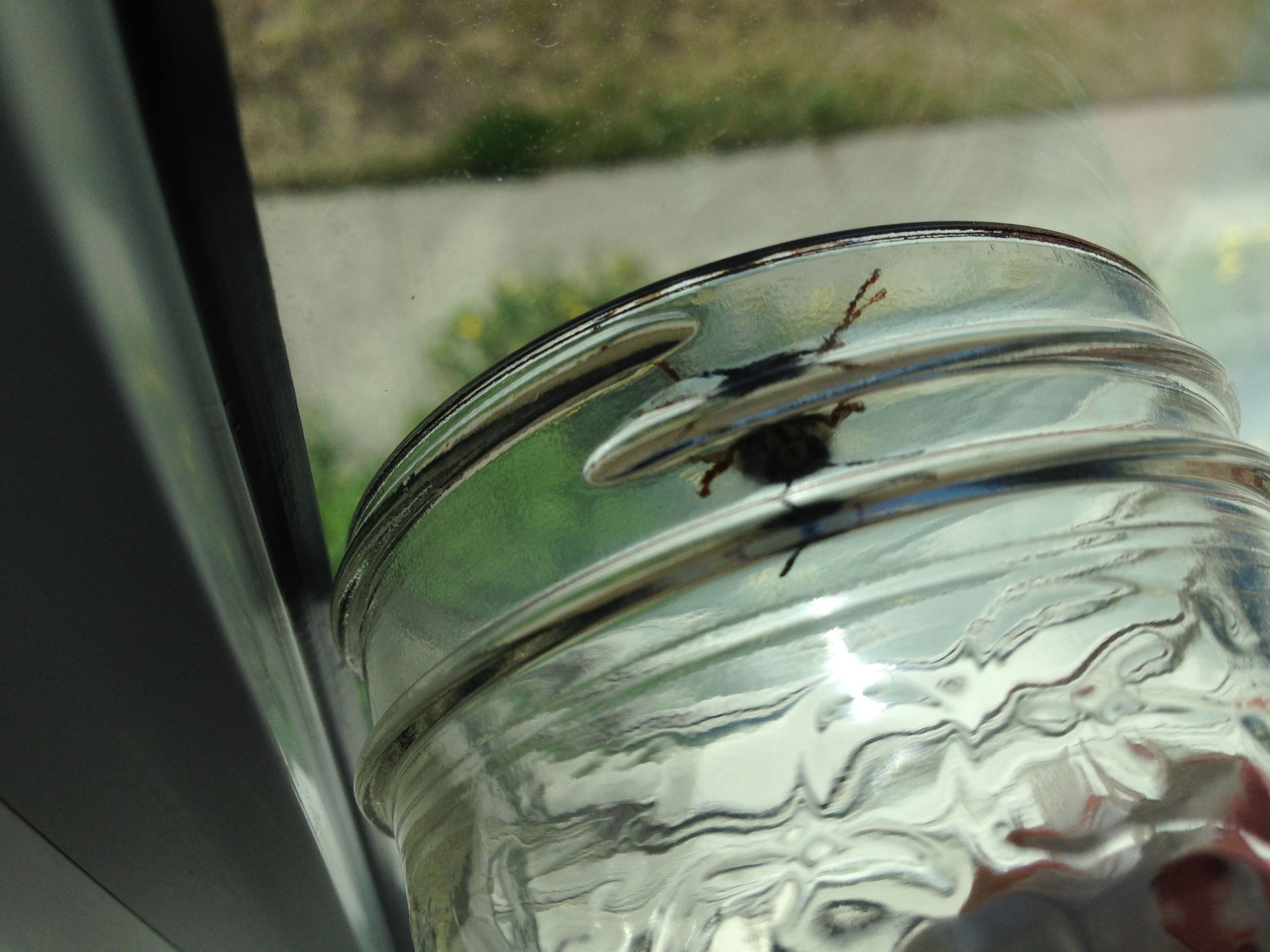 Catch and Release Insects : 5 Steps (with Pictures) - Instructables