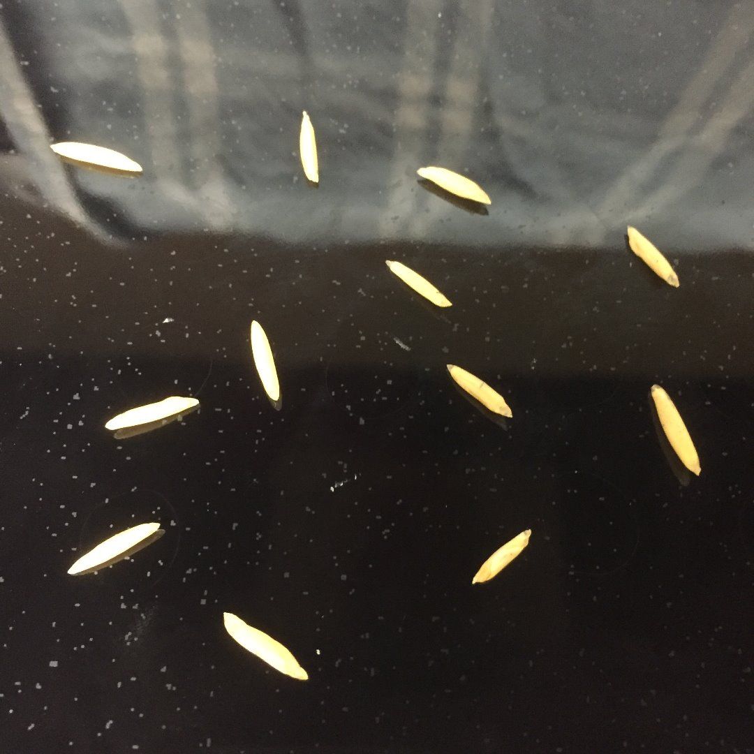 Easy and Realistic DIY Maggots : 6 Steps - Instructables