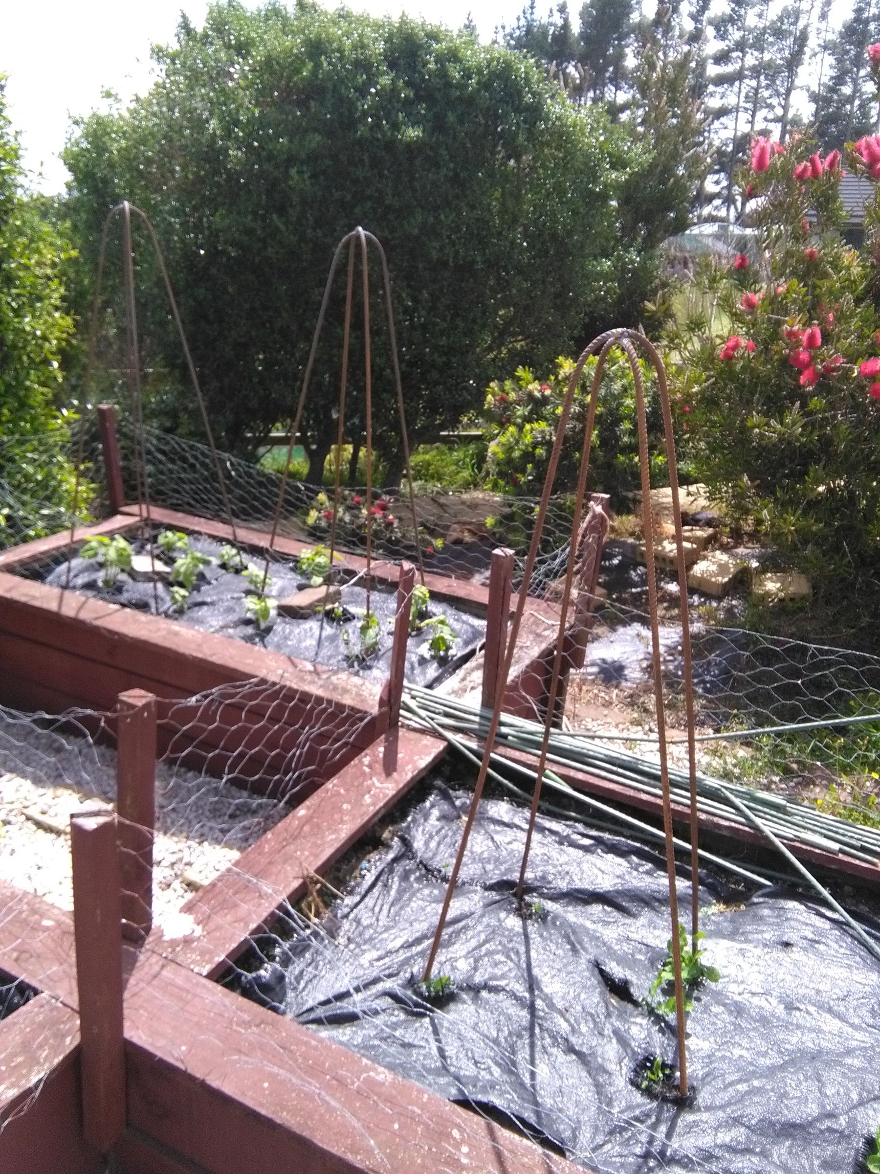 Vegetable Support or Trellis (or Obelisk!) What Would I Know! : 5 Steps ...
