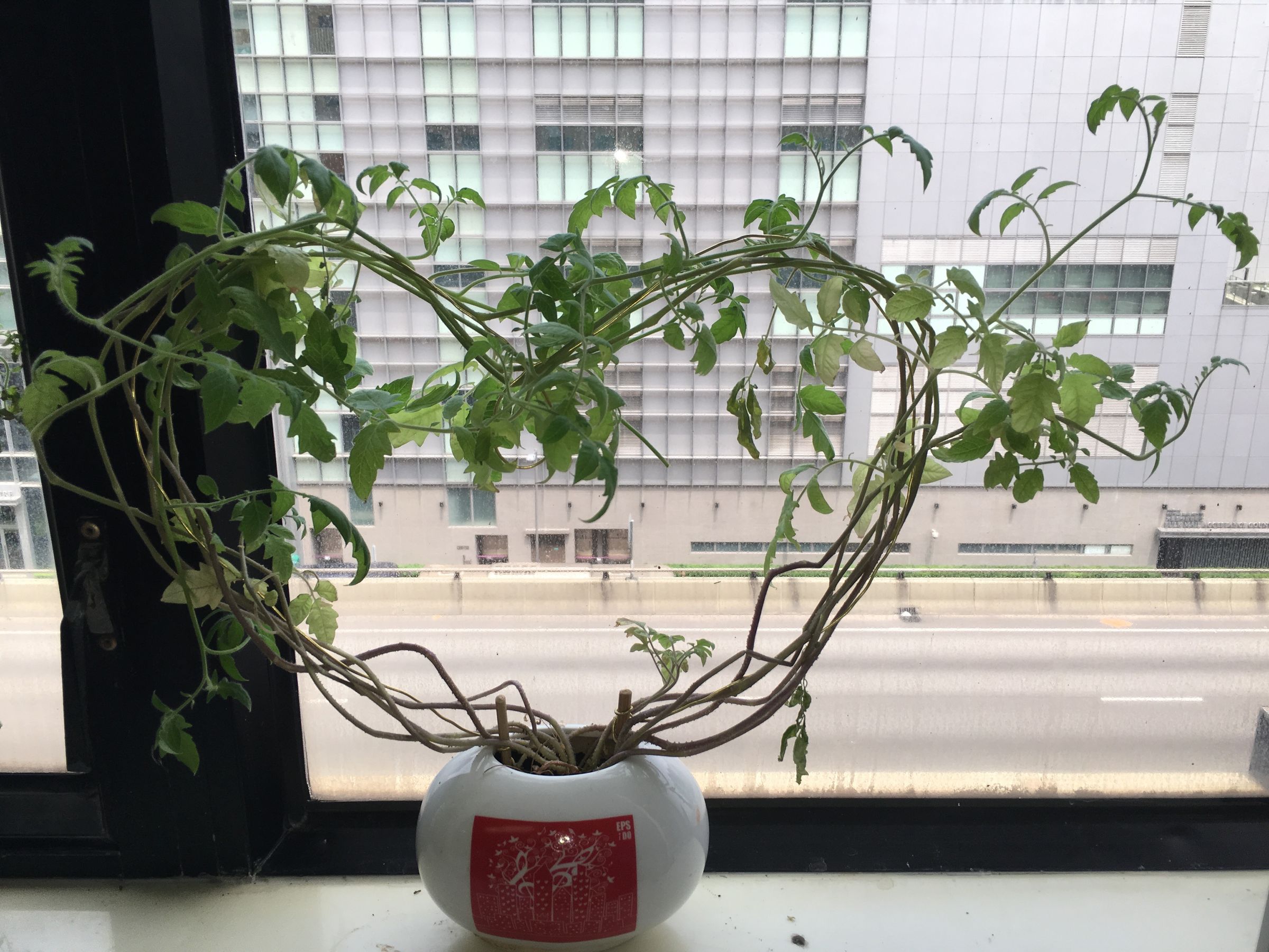 Support Weak Stem in Custom Shape : 8 Steps (with Pictures) - Instructables