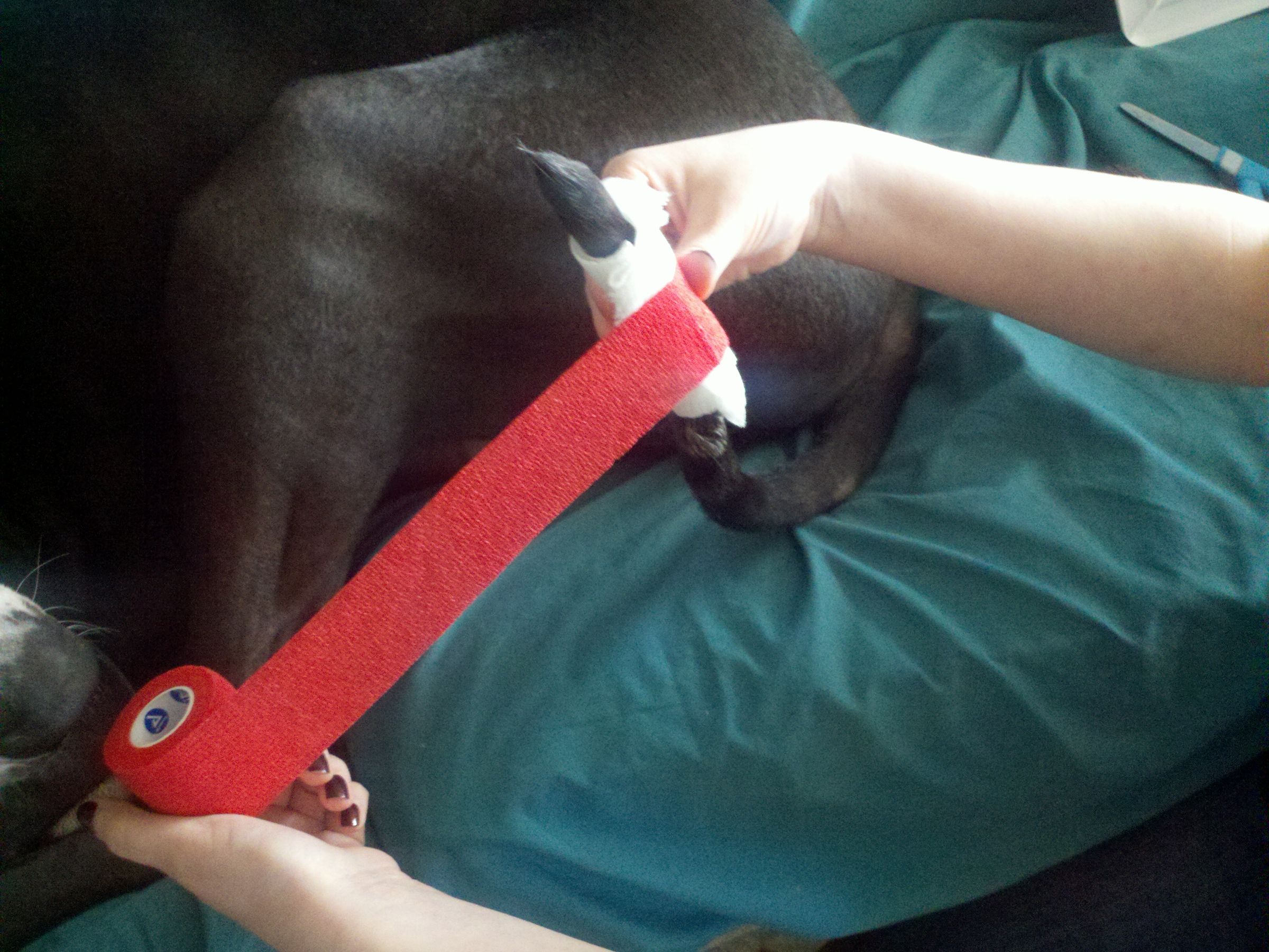 Happy Tail Solution : 5 Steps - Instructables