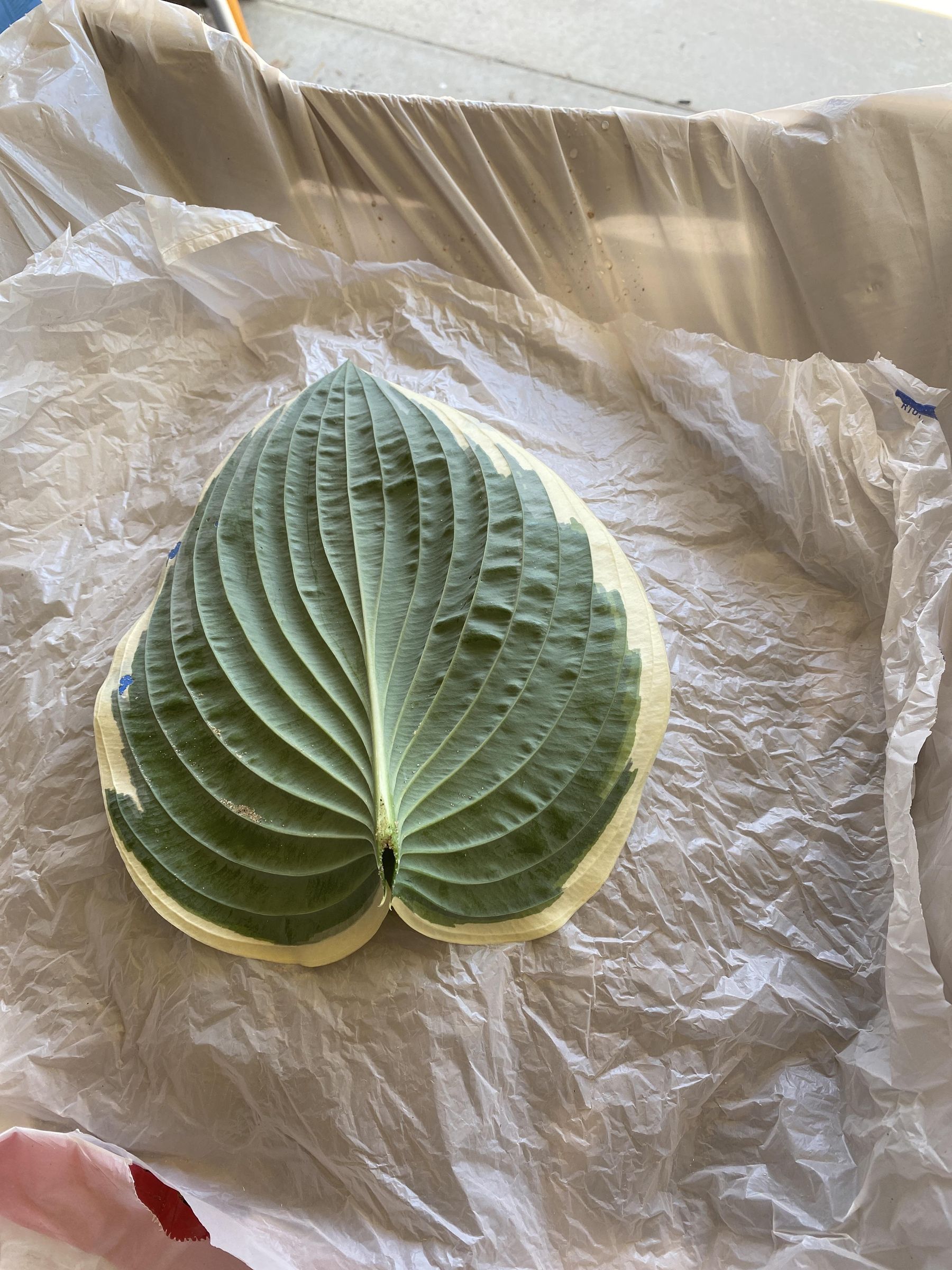 Cement Leaf Casting : 8 Steps (with Pictures) - Instructables