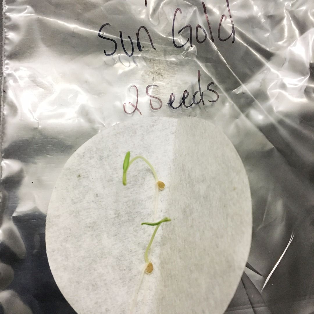 Pre-Sprouting Seeds : 7 Steps (with Pictures) - Instructables