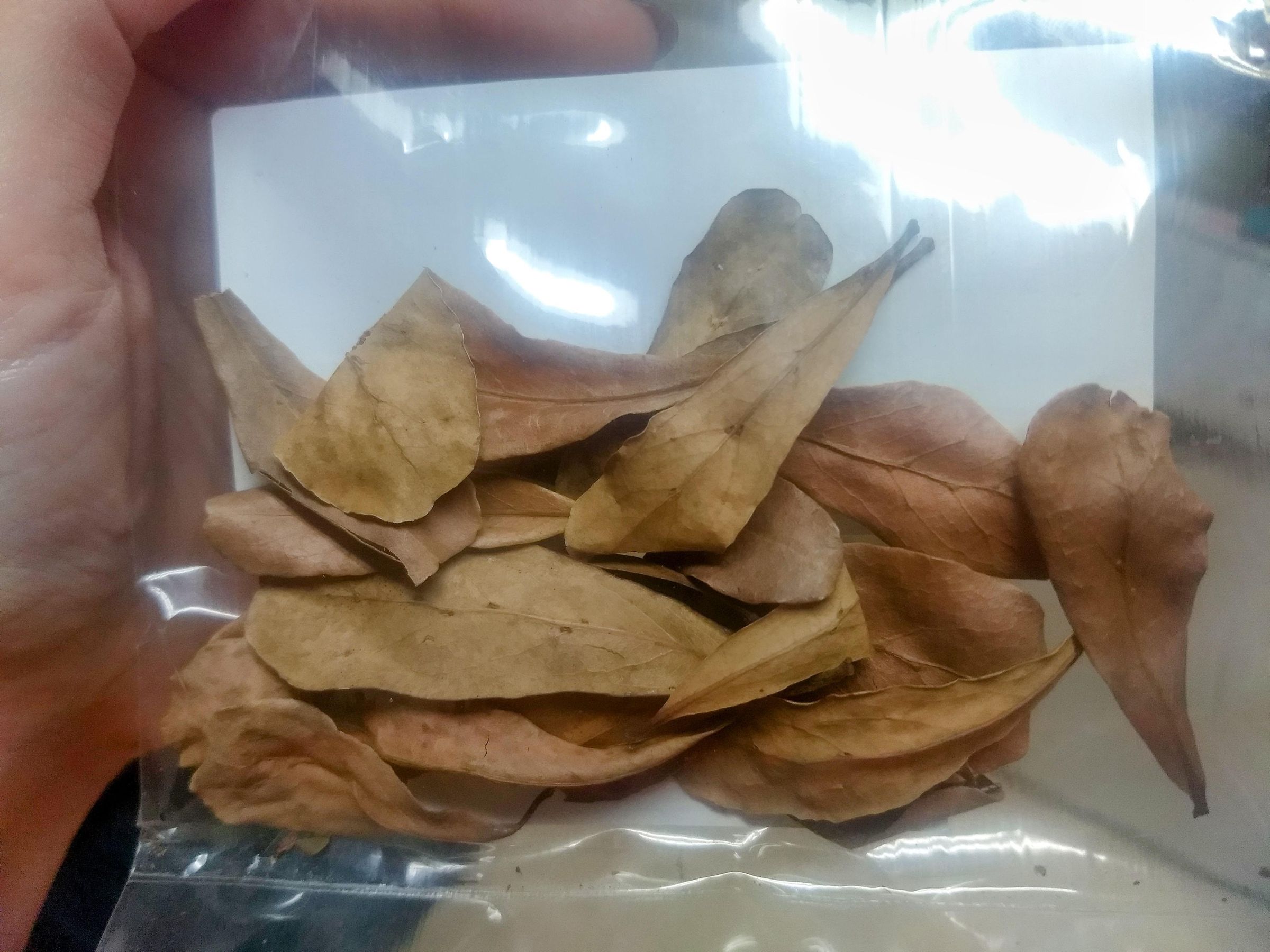 Raising Rainbows: Tadpole Care for Dart Frogs : 12 Steps (with Pictures ...