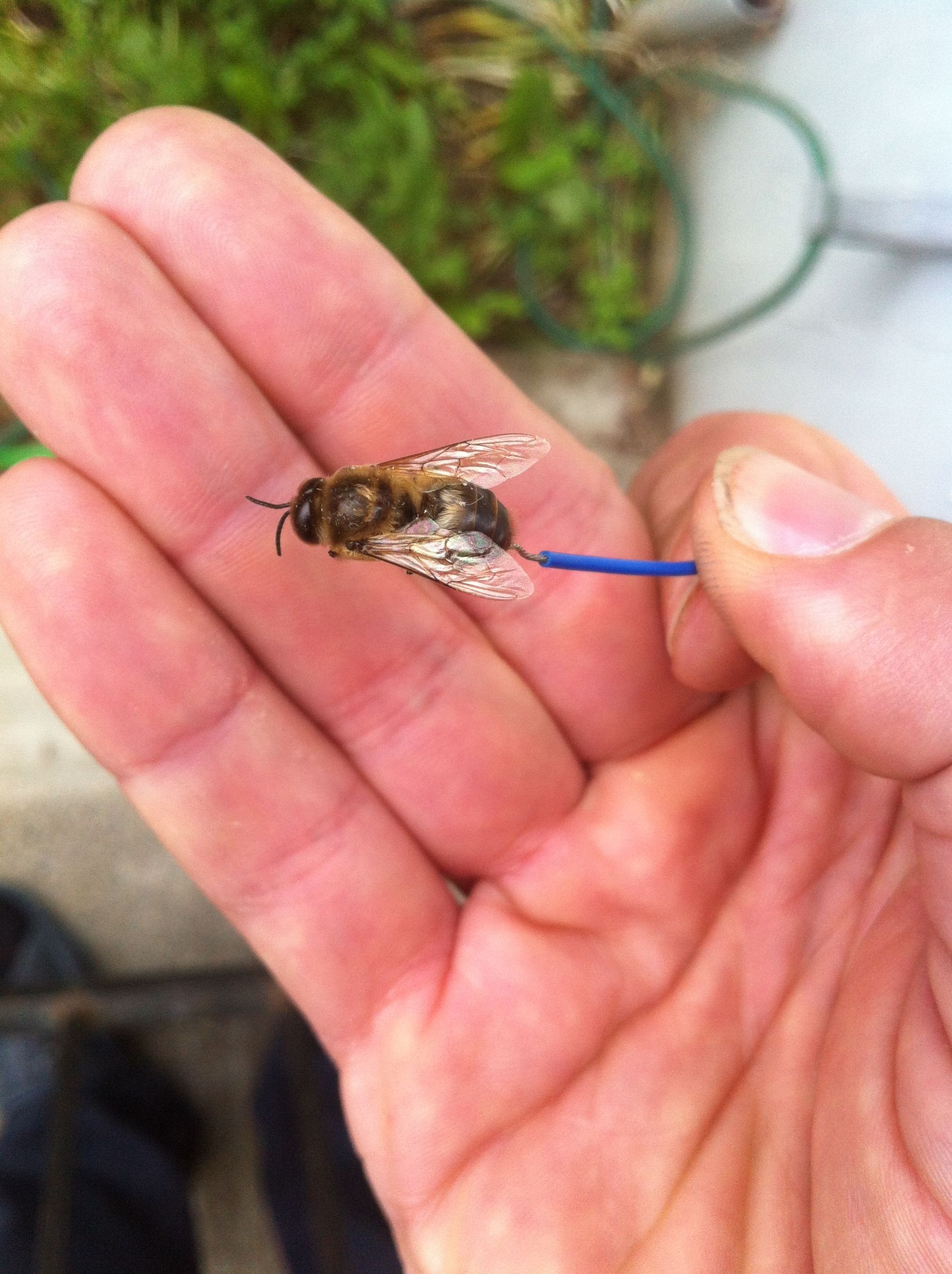 Honey Bee Counter : 4 Steps (with Pictures) - Instructables