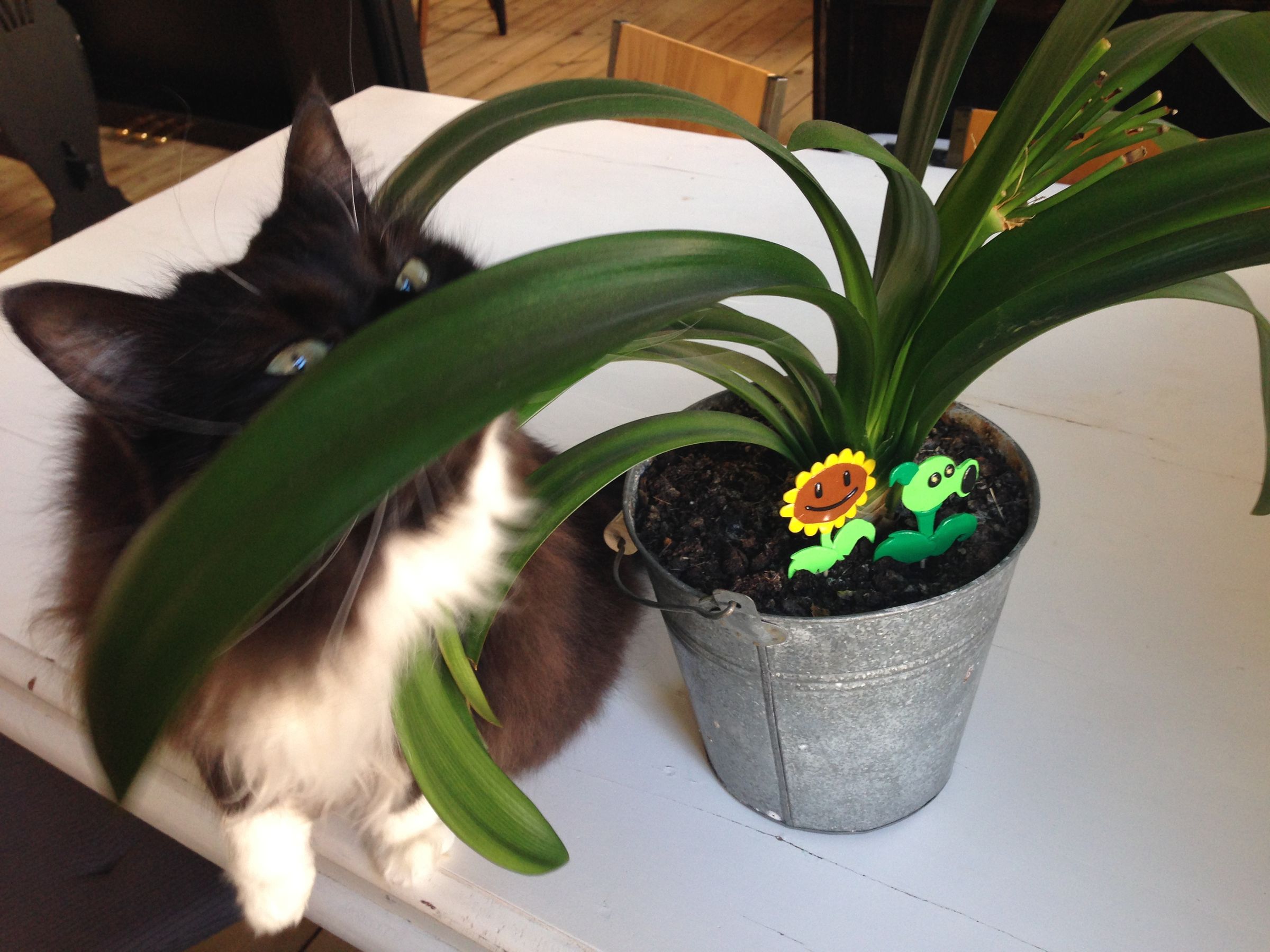 Plant Friends : 7 Steps (with Pictures) - Instructables